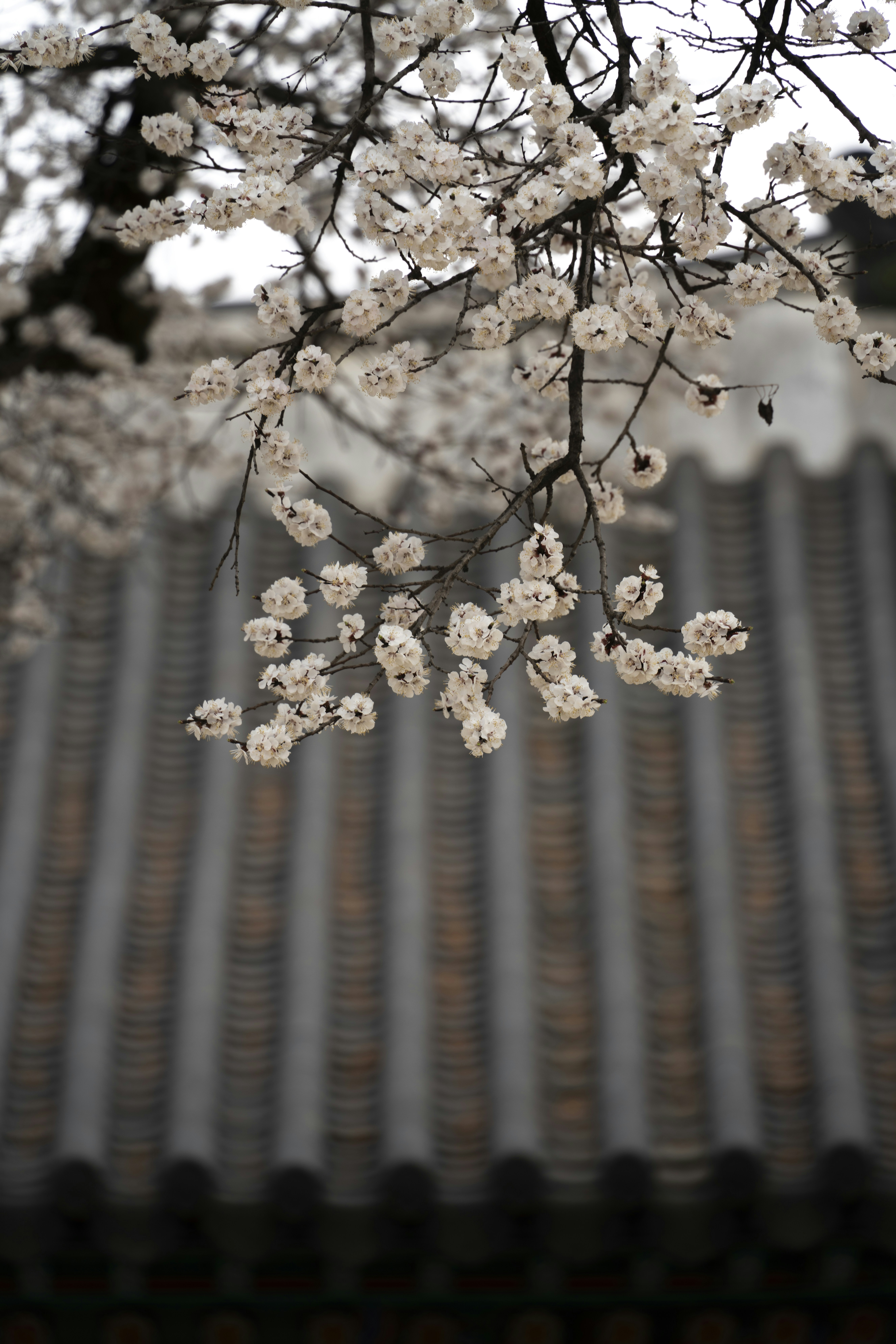 Petal-lace over a temple roof