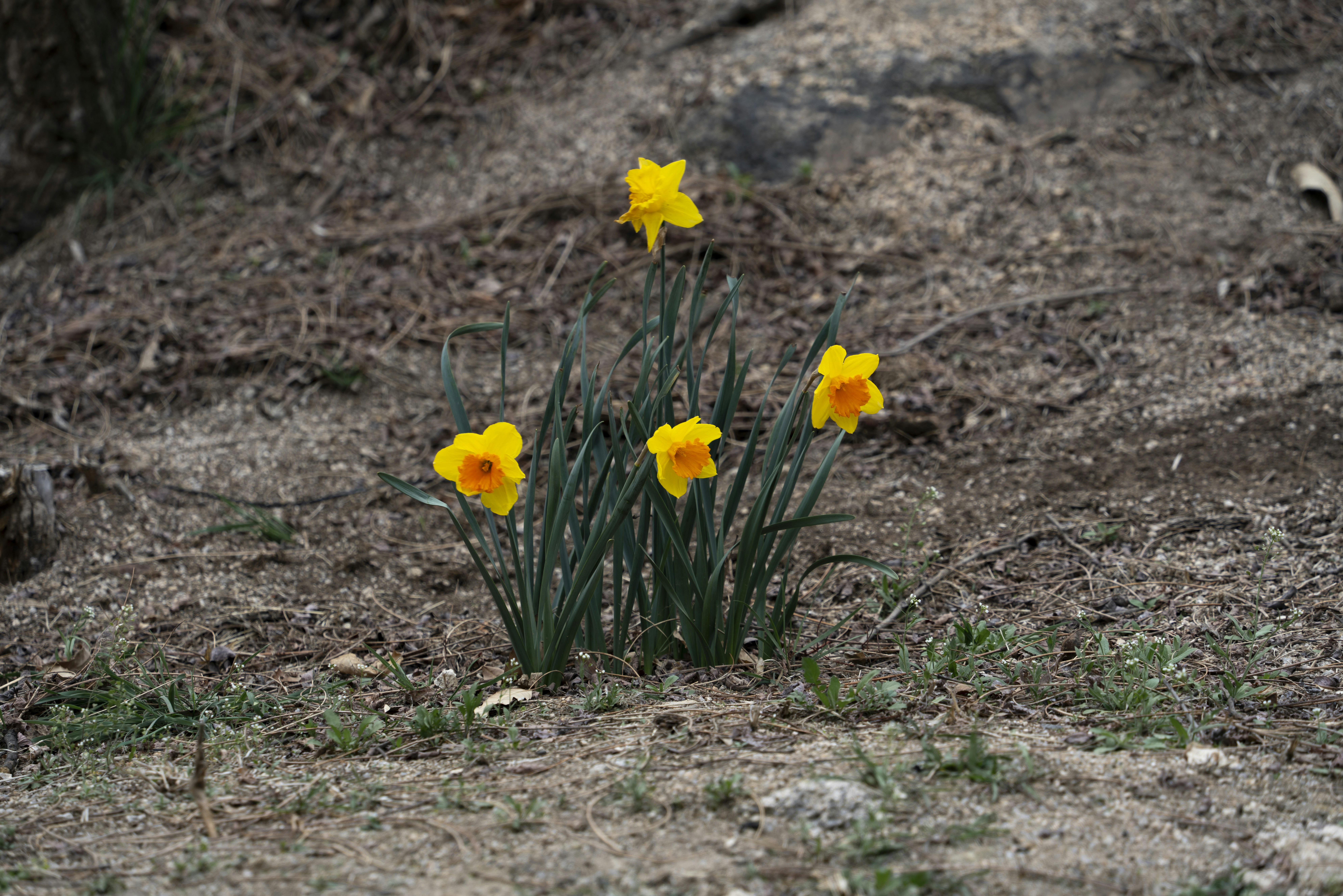 Sunlit Narcissi Standing Guard in a Parched Patch