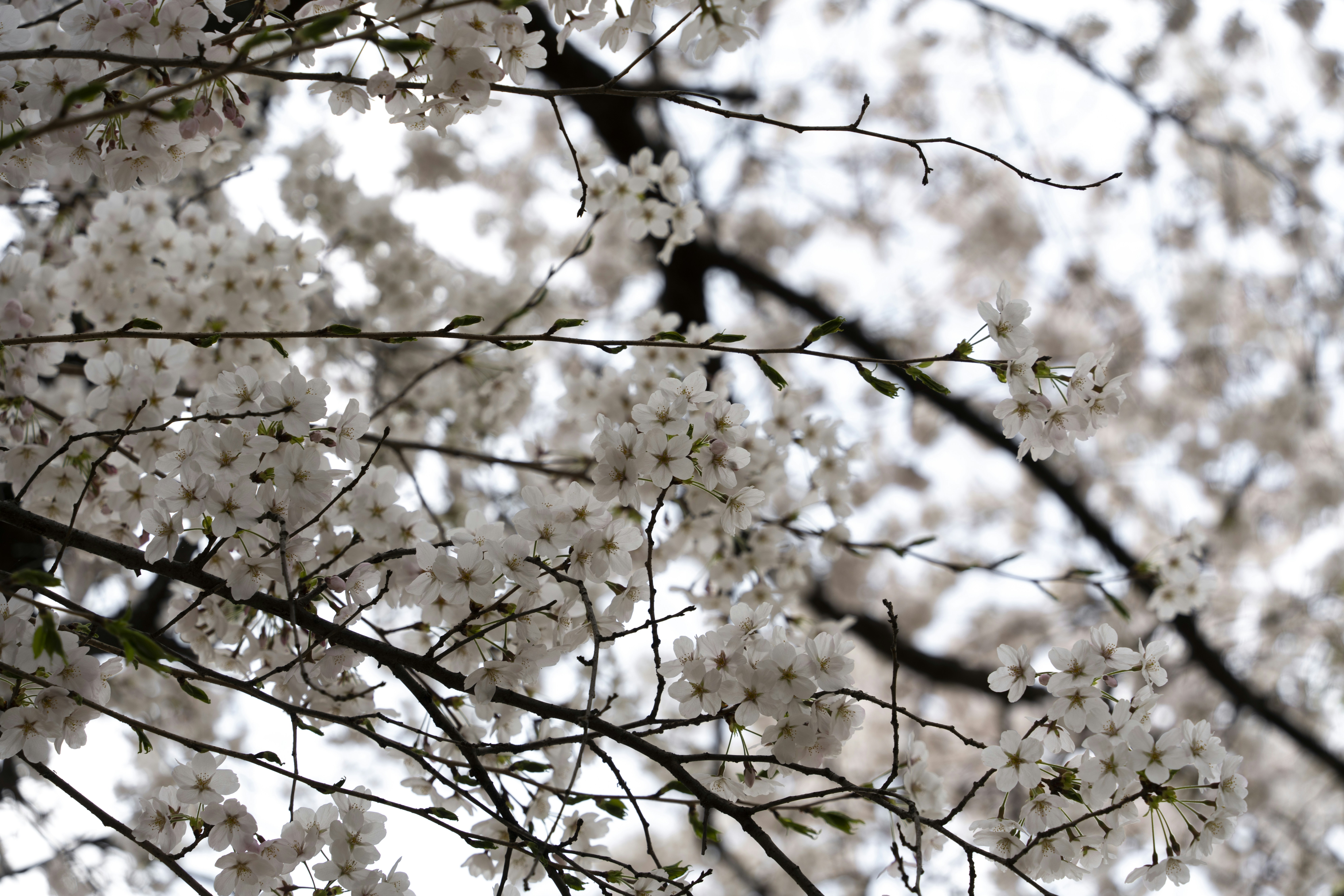 Photo by Hoyoun Lee with Sony Alpha 7R III