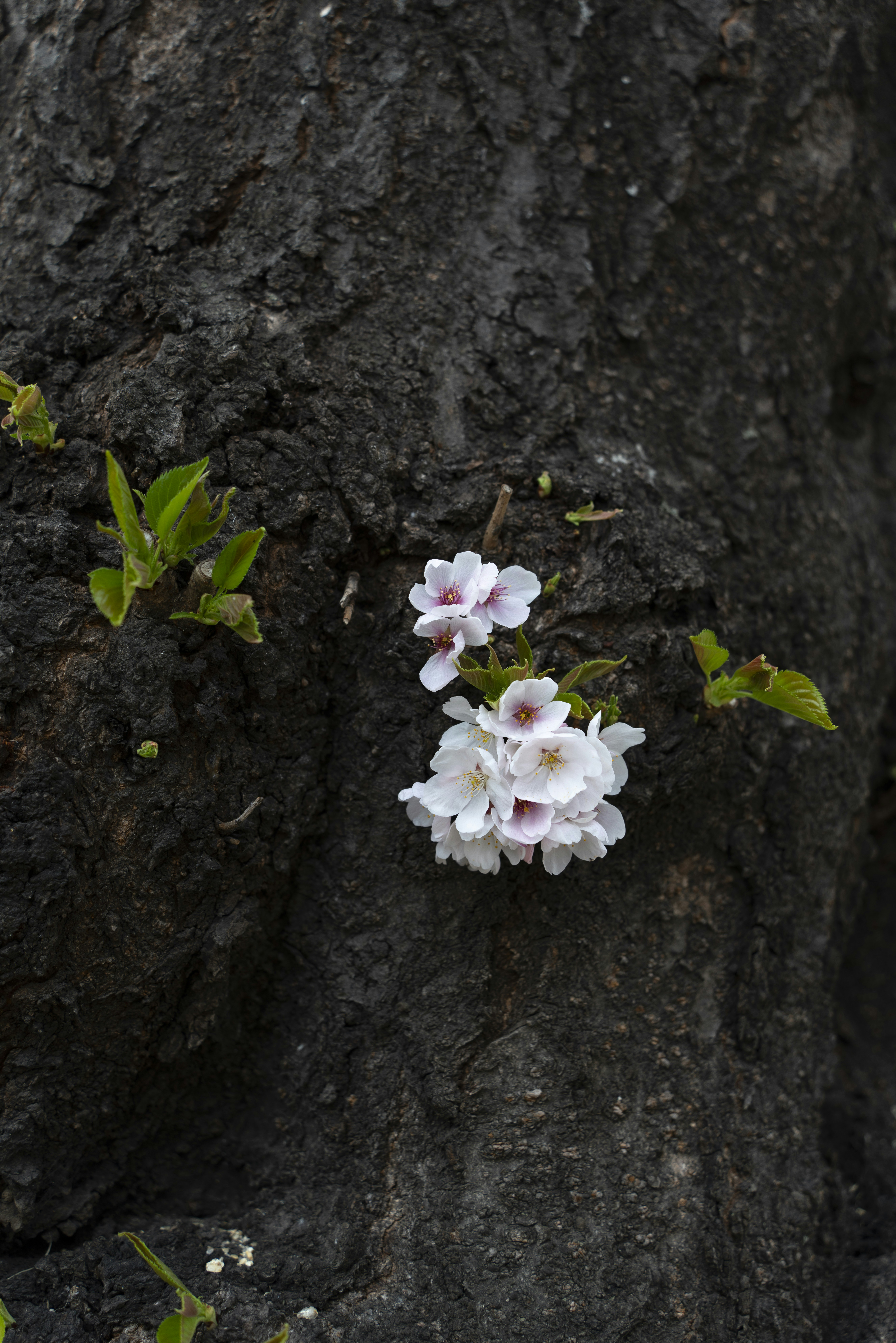 Blossoms Pinned to Bark: A Delicate Burst on Tough Wood