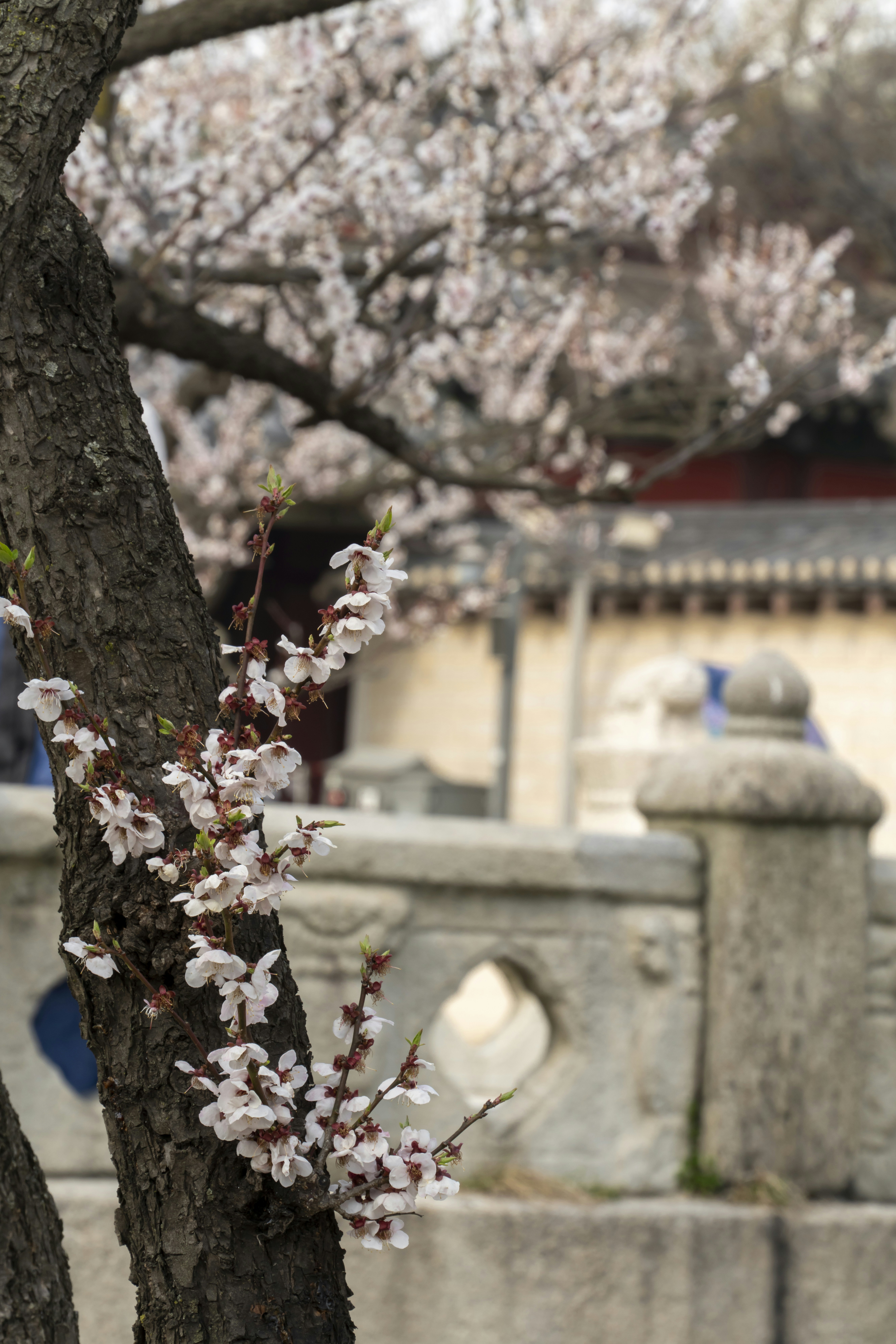 Photo by Hoyoun Lee with Sony Alpha 7R III