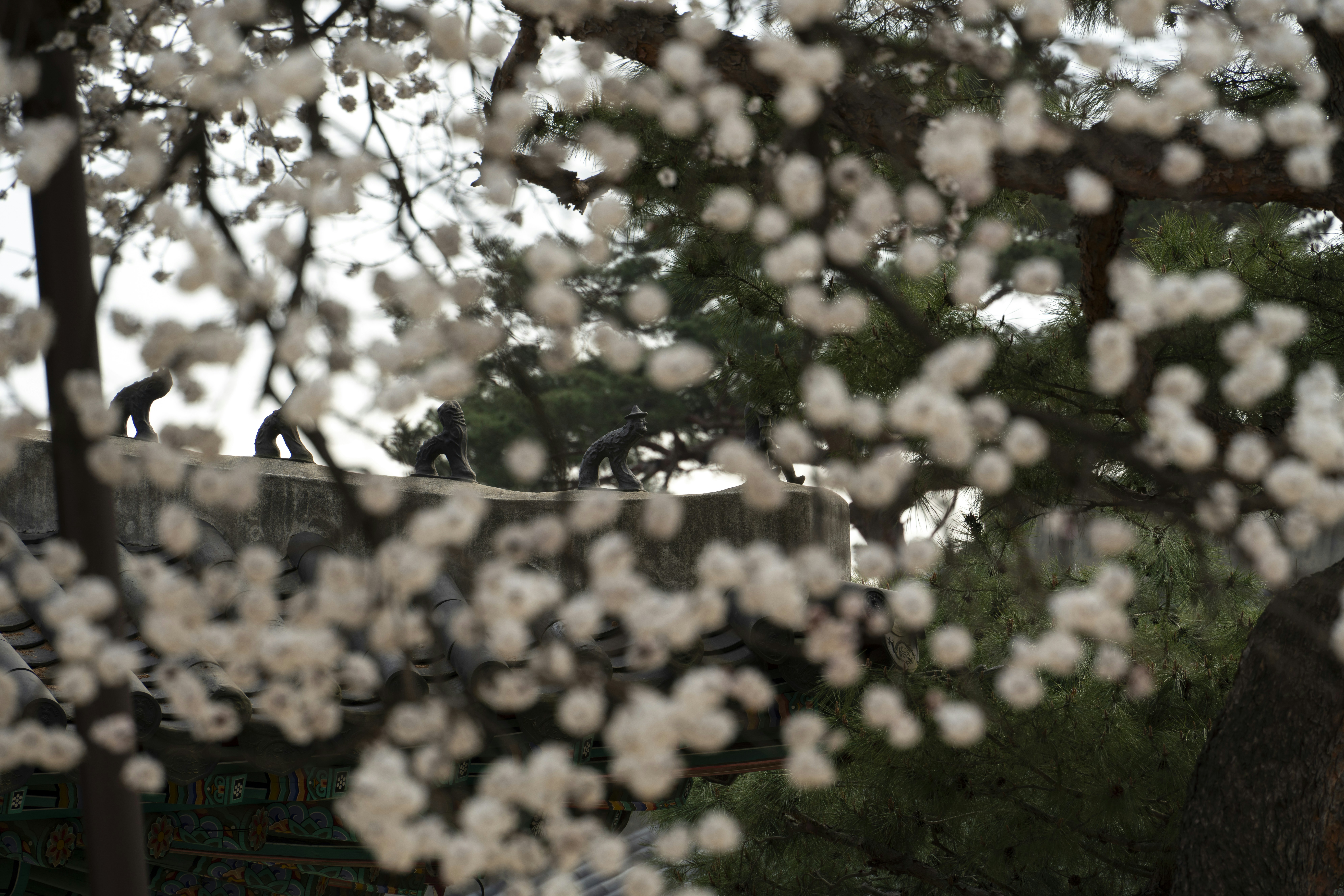 Silhouettes Crossing a Blossom-Framed Bridge