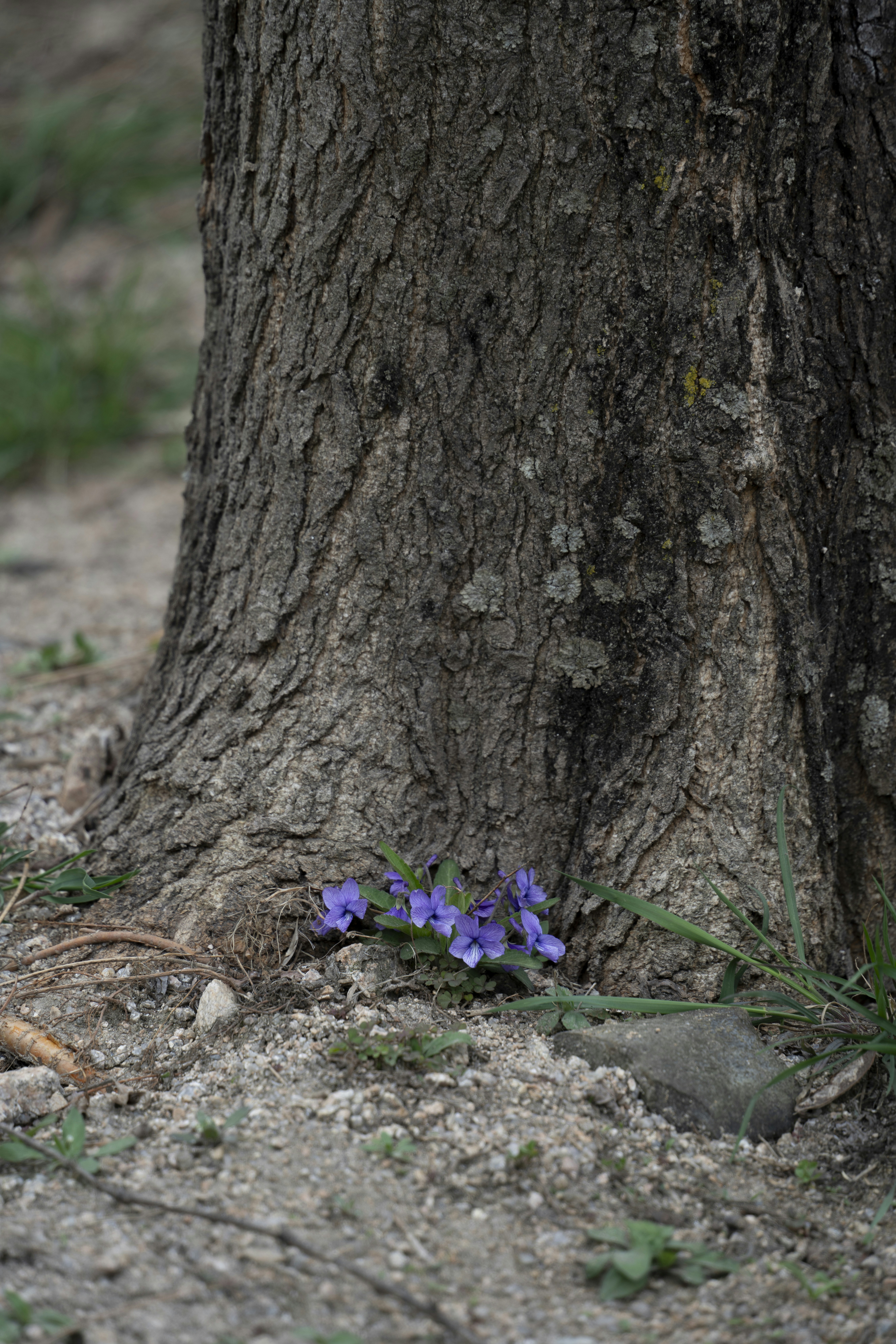 beautiful flower,beautiful flowers