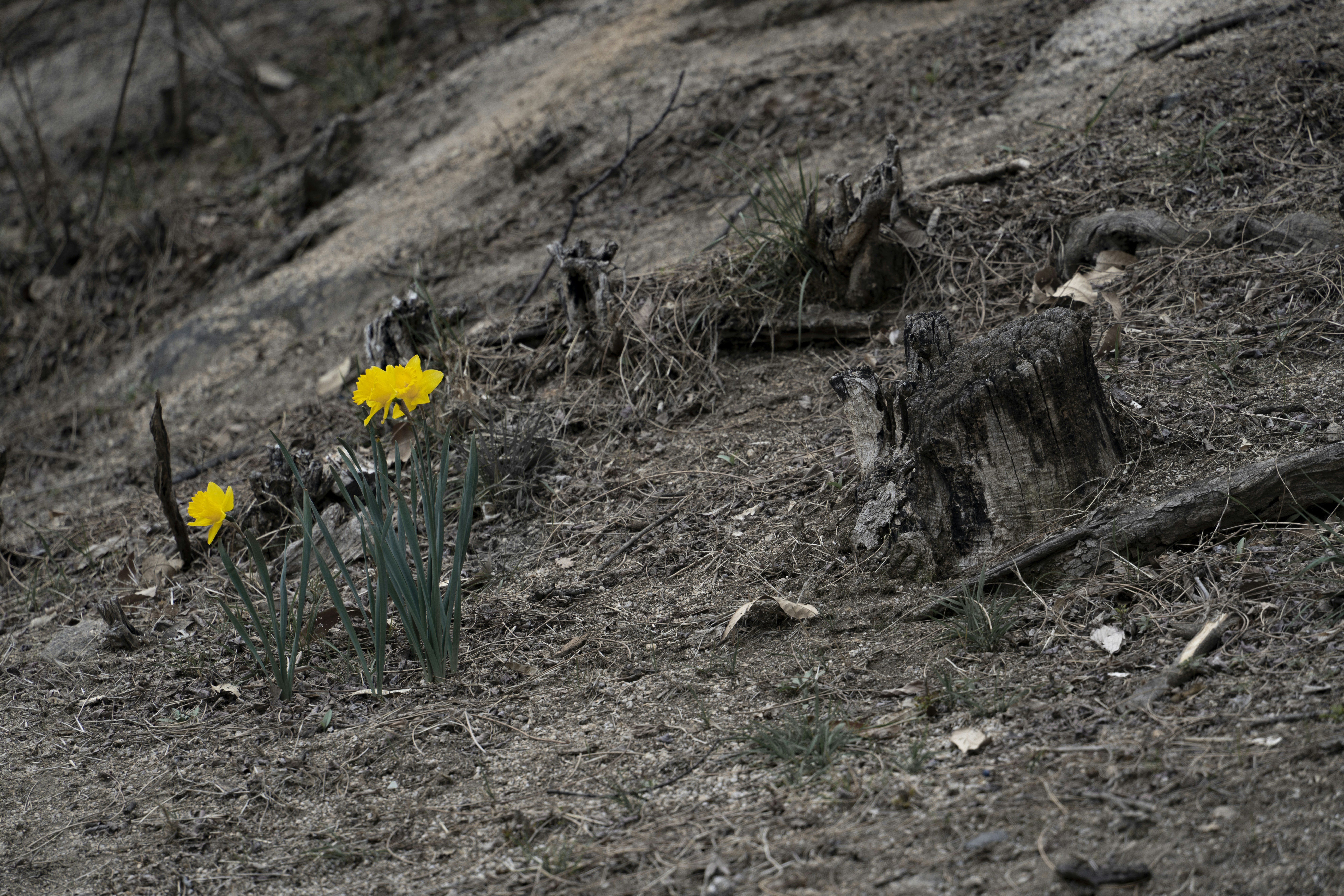 Three Daffodils Defy the Burned Ground: a Sliver of Life in Ash