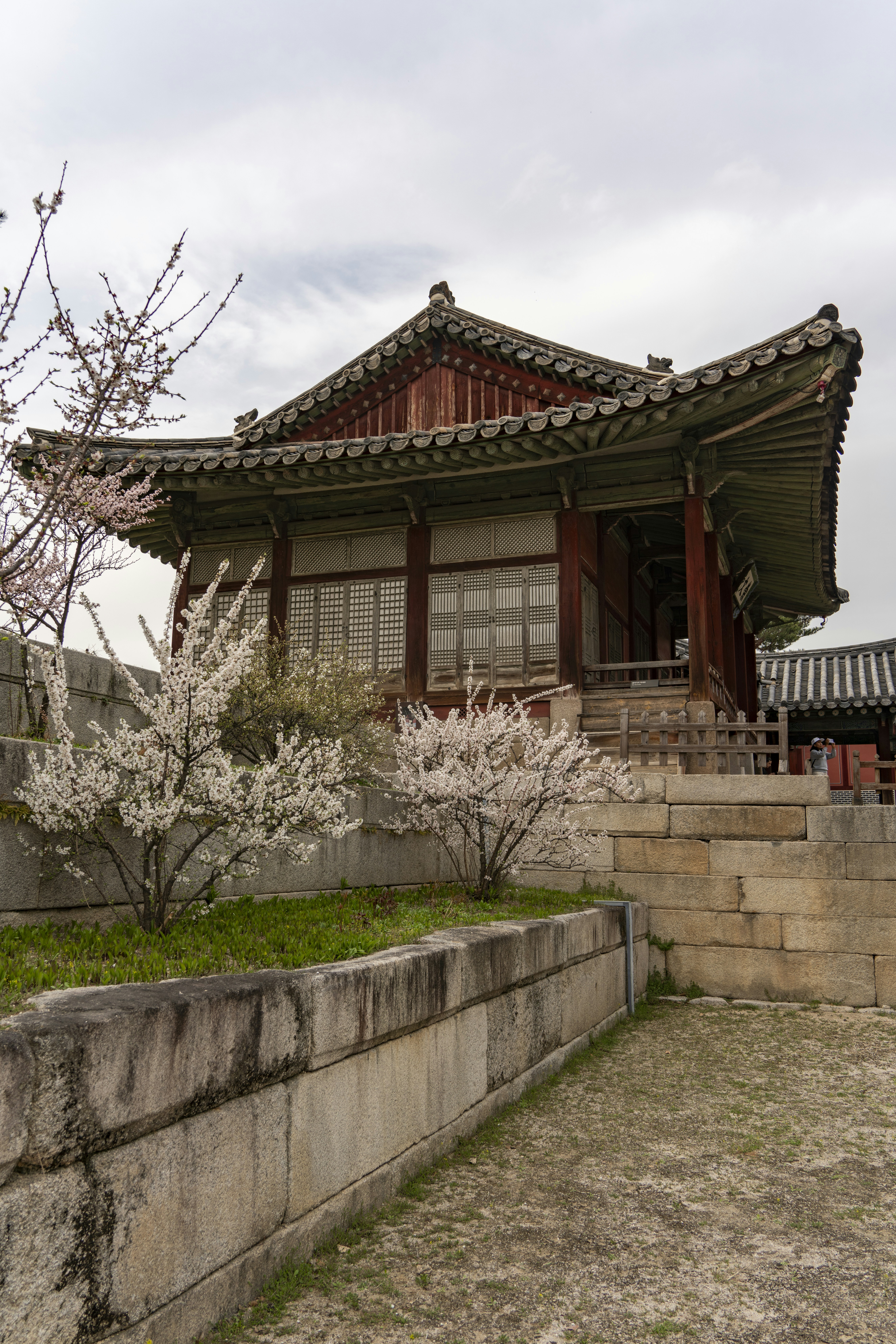 Whispering Temple Amid Cherry Blossoms on a Weathered Terrace