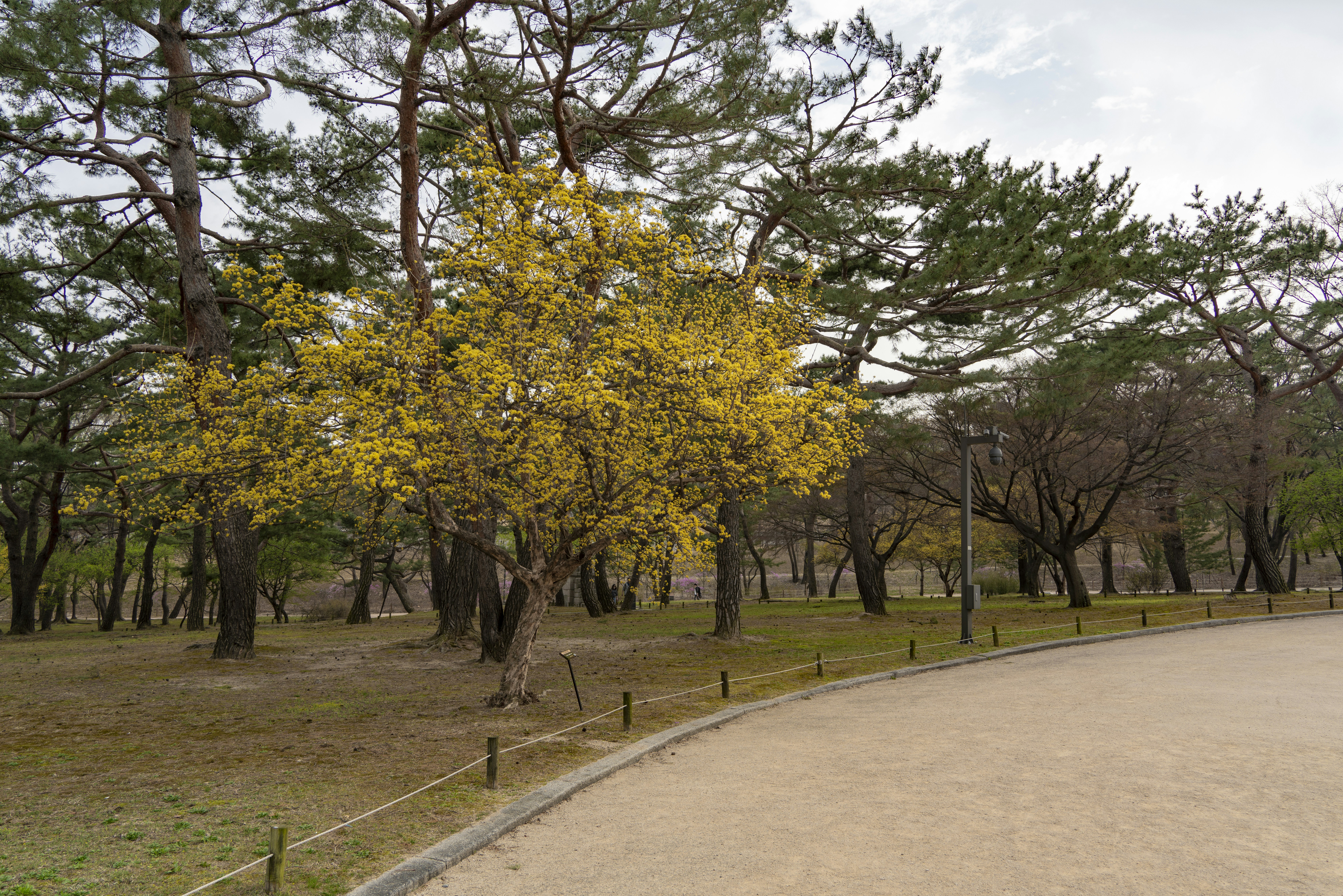 Photo by Hoyoun Lee with Sony Alpha 7R III