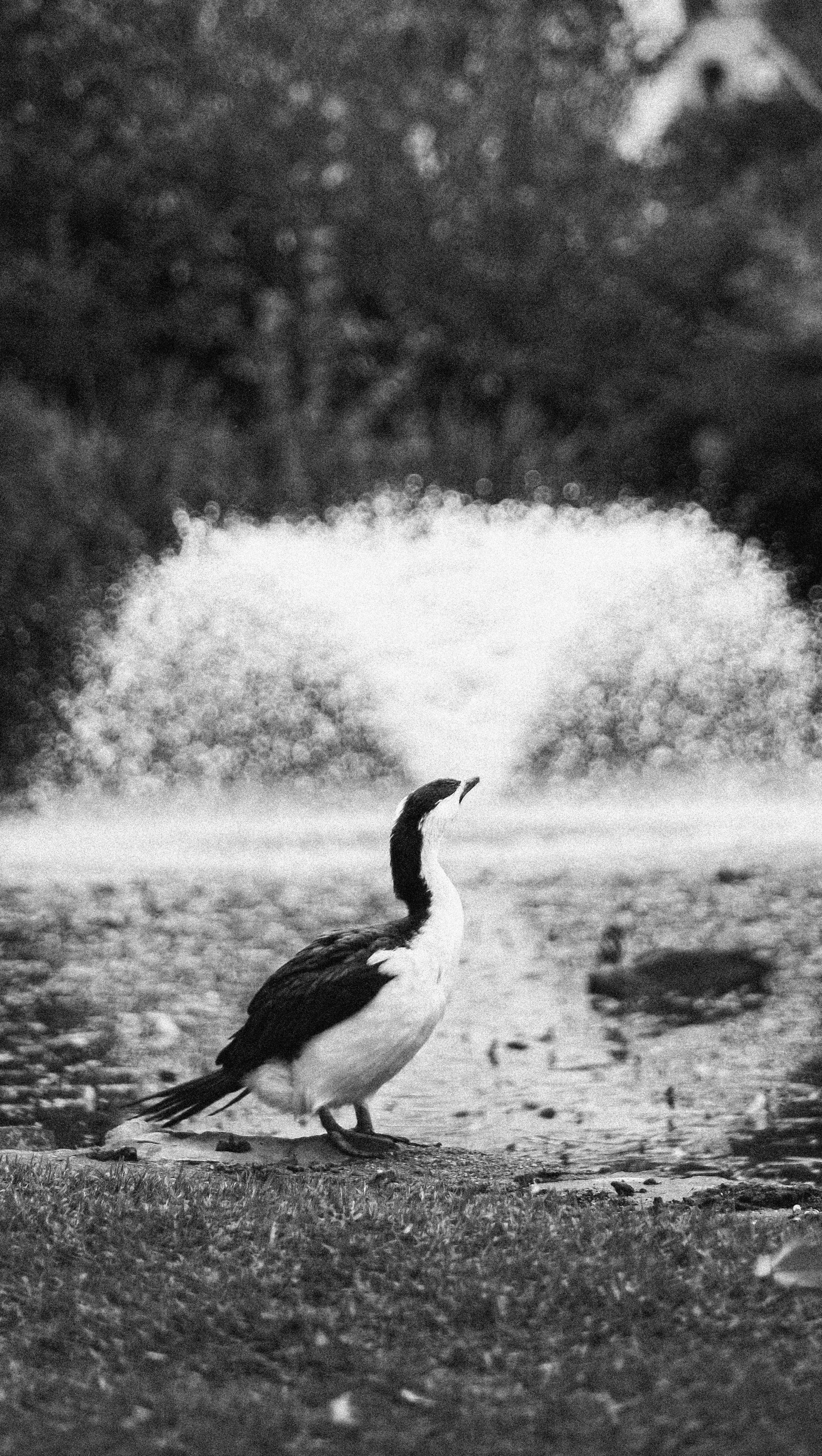 A cormorant stands poised at the water's edge, observing a gentle cascade in the background. The monochrome tones enhance the serene atmosphere.