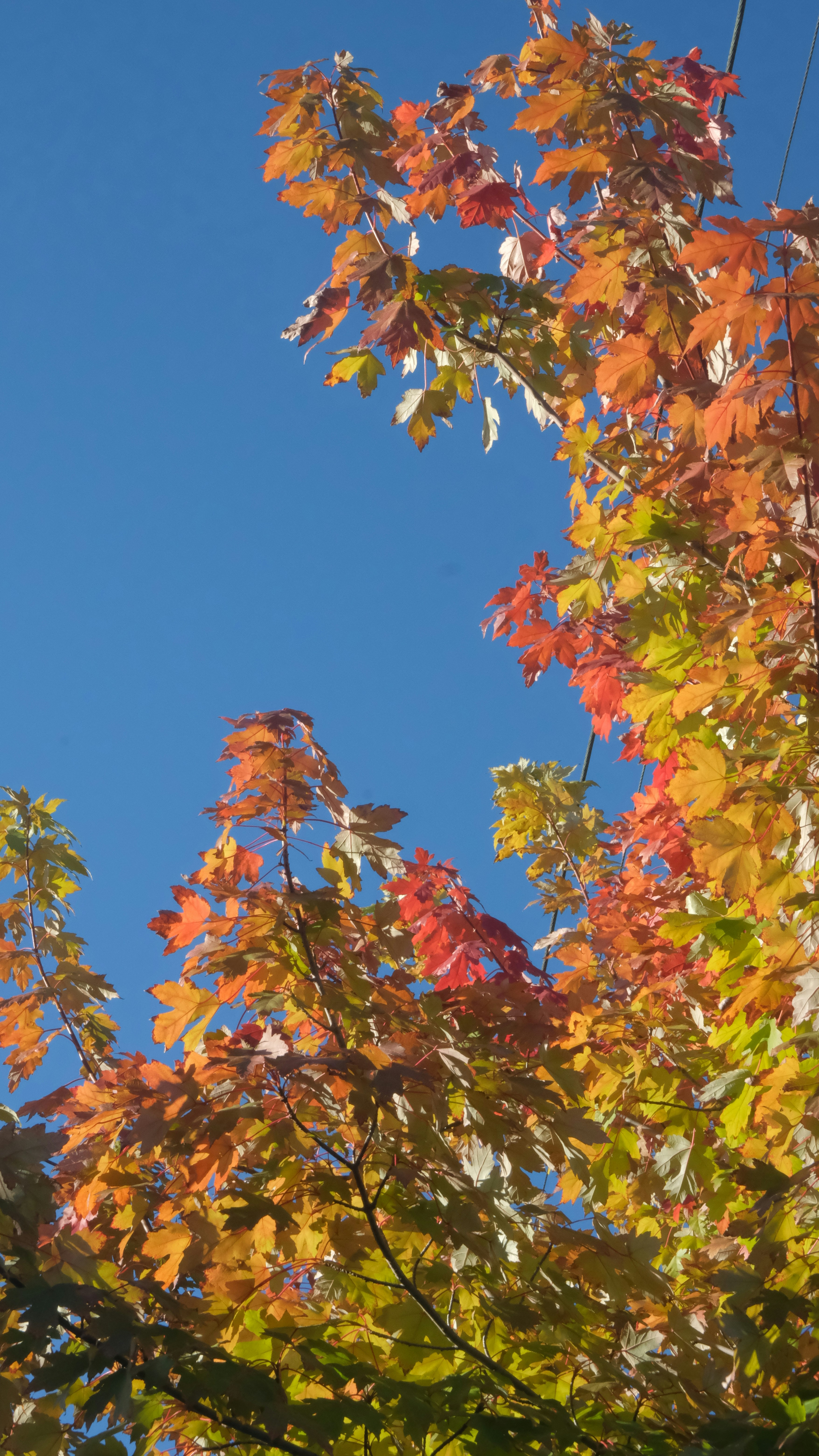 Photo by Hild Wong with Fujifilm X-T30 II