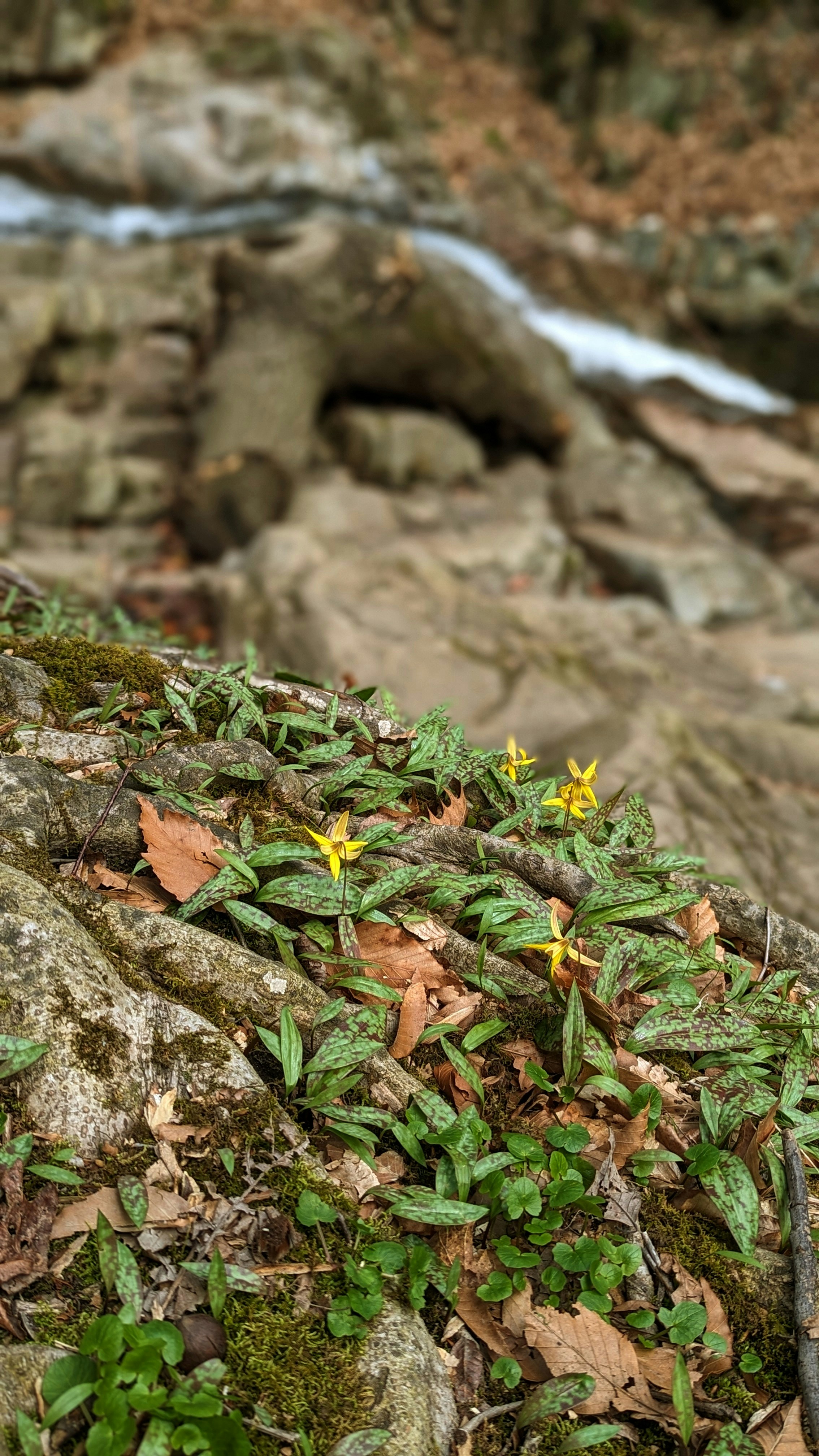 Yellow Wildflowers on a Mossy Rock Stair by a Forest Stream