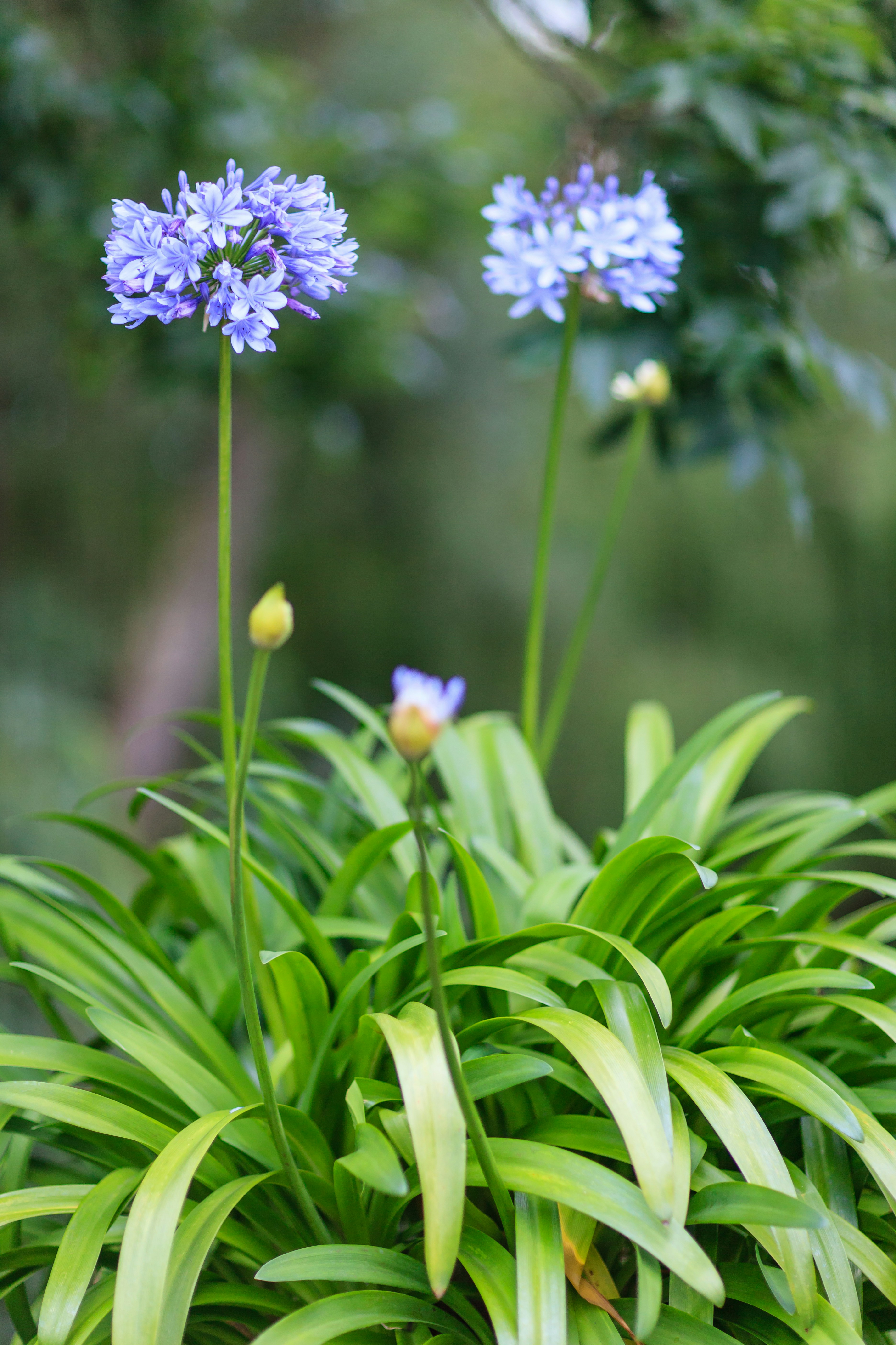 Blue Alliums Above the Green Carpet