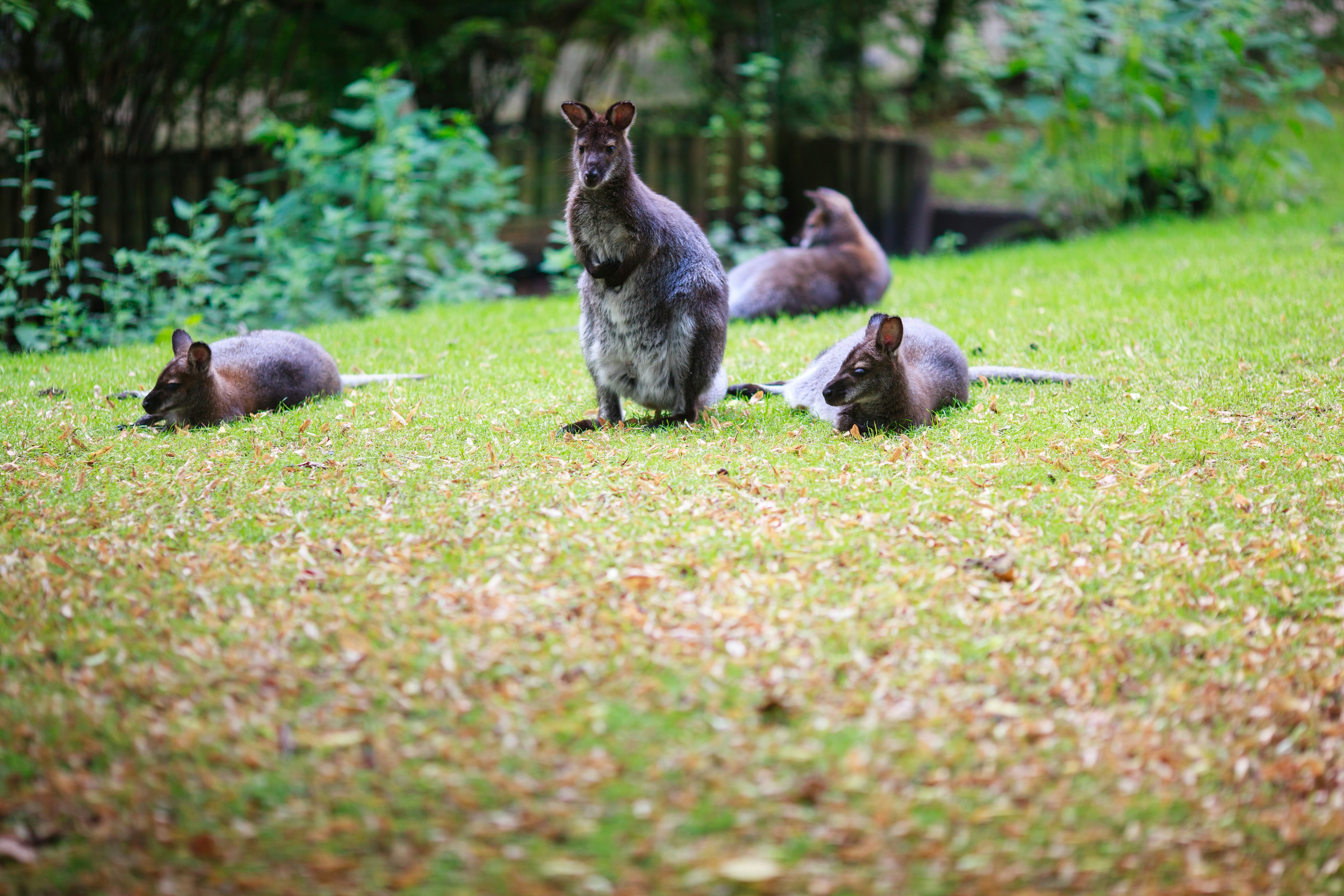 The Sentinel in a Sunlit Clearing: A Central Kangaroo Among Resting Companions