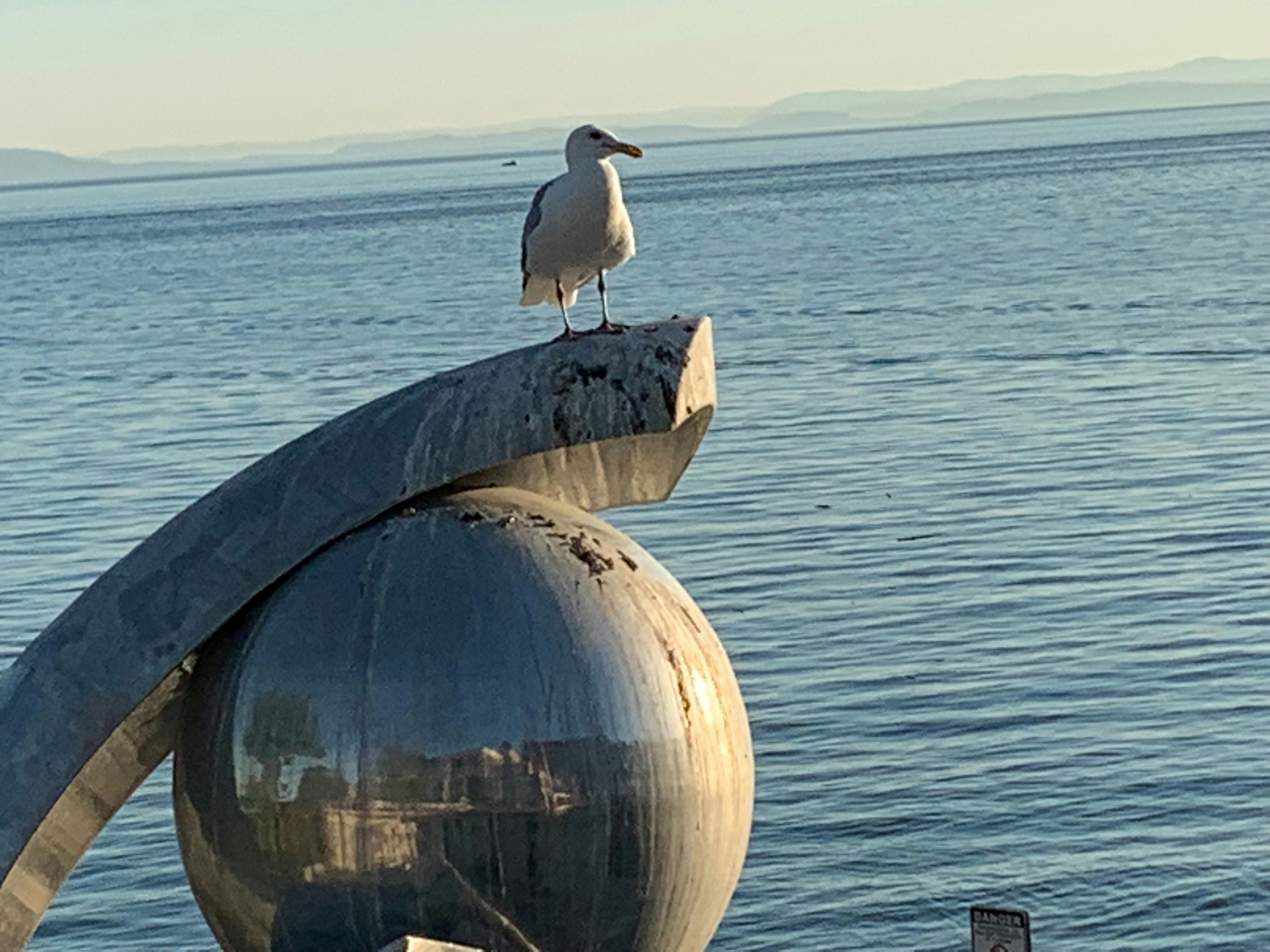 A seagull sitting on top of a metal object in the water photo – Free ...