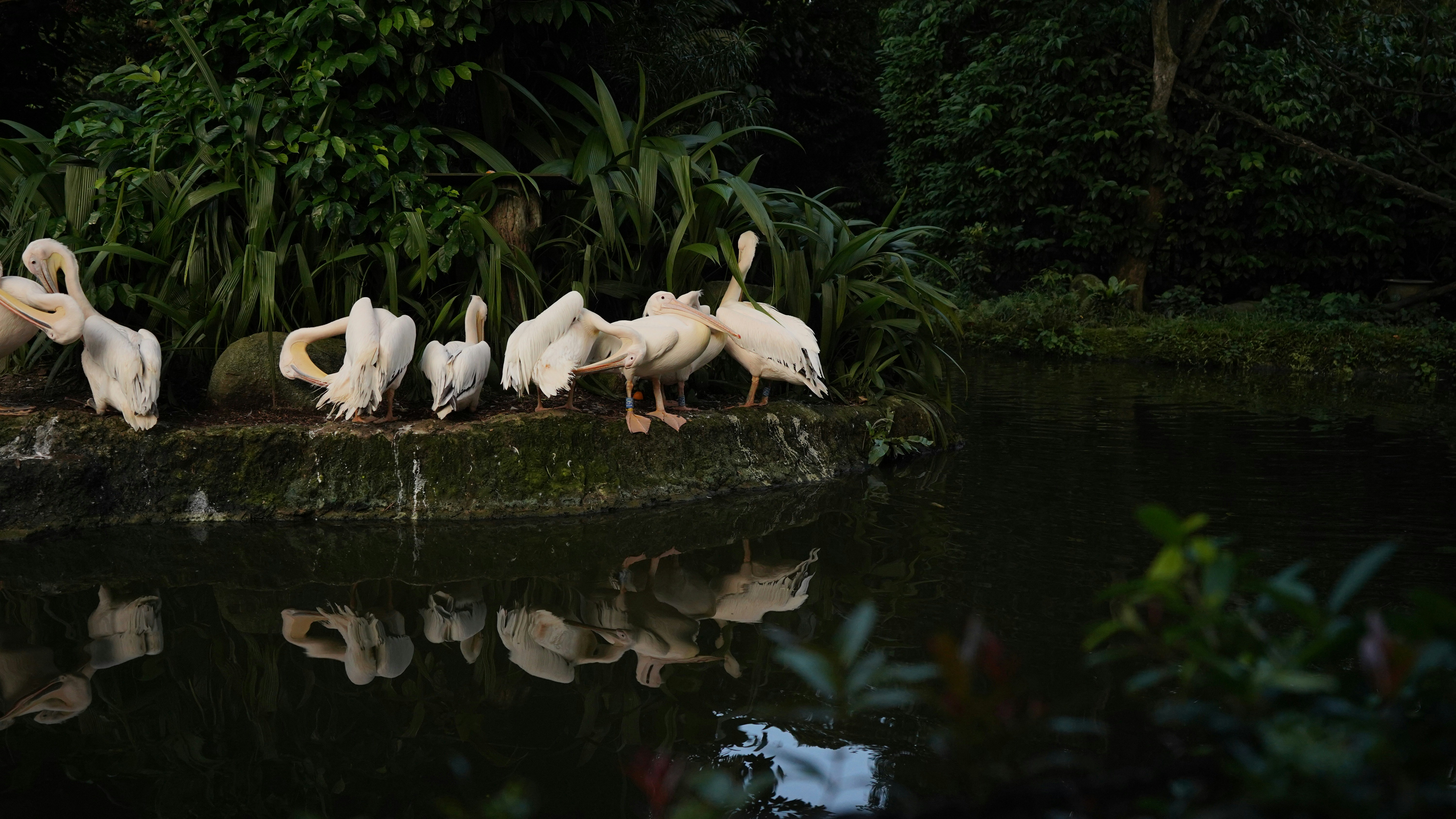 A group of pelicans sitting on a rock near a body of water photo – Free ...