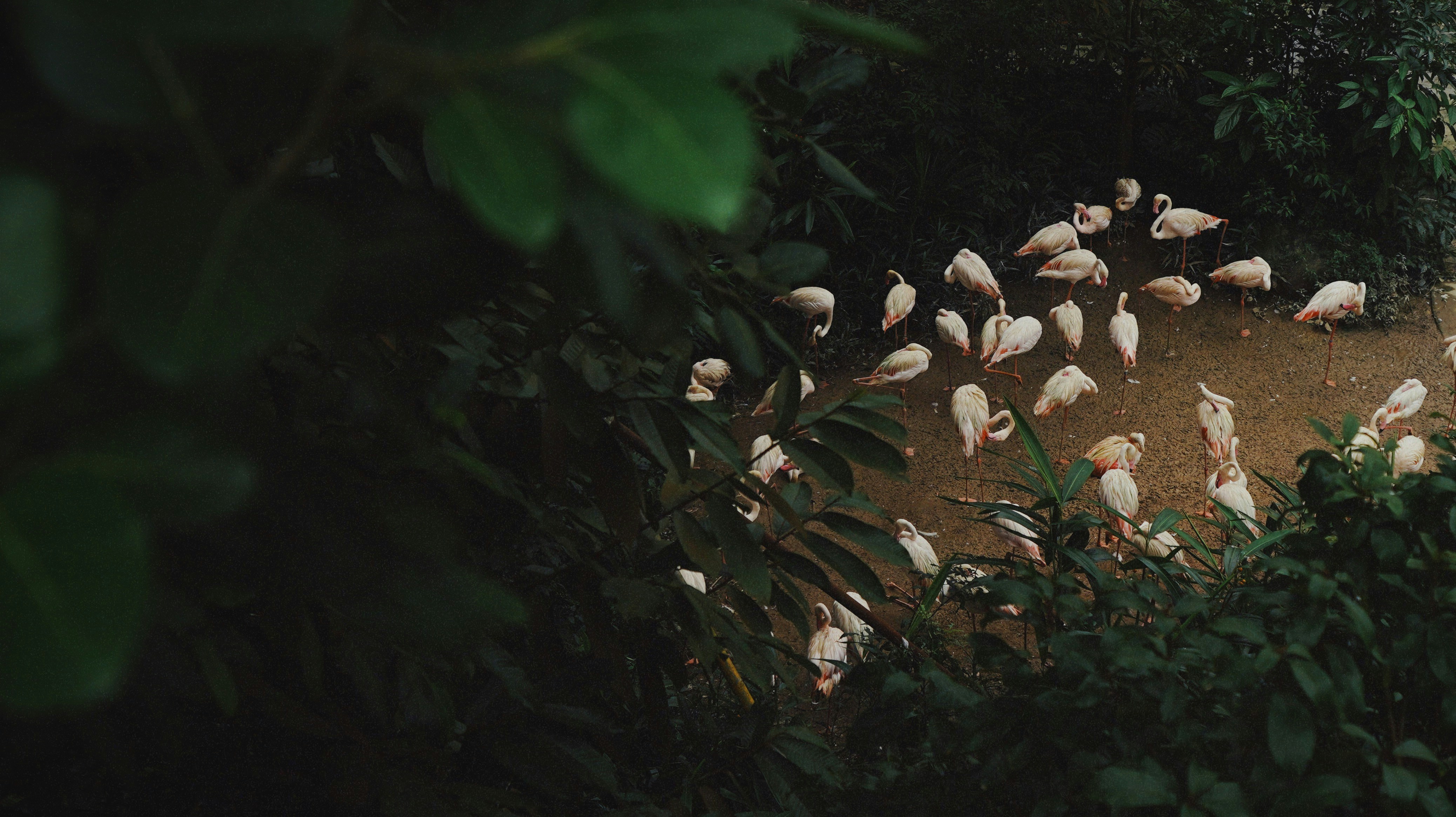 White Flocks in a Quiet Orchard