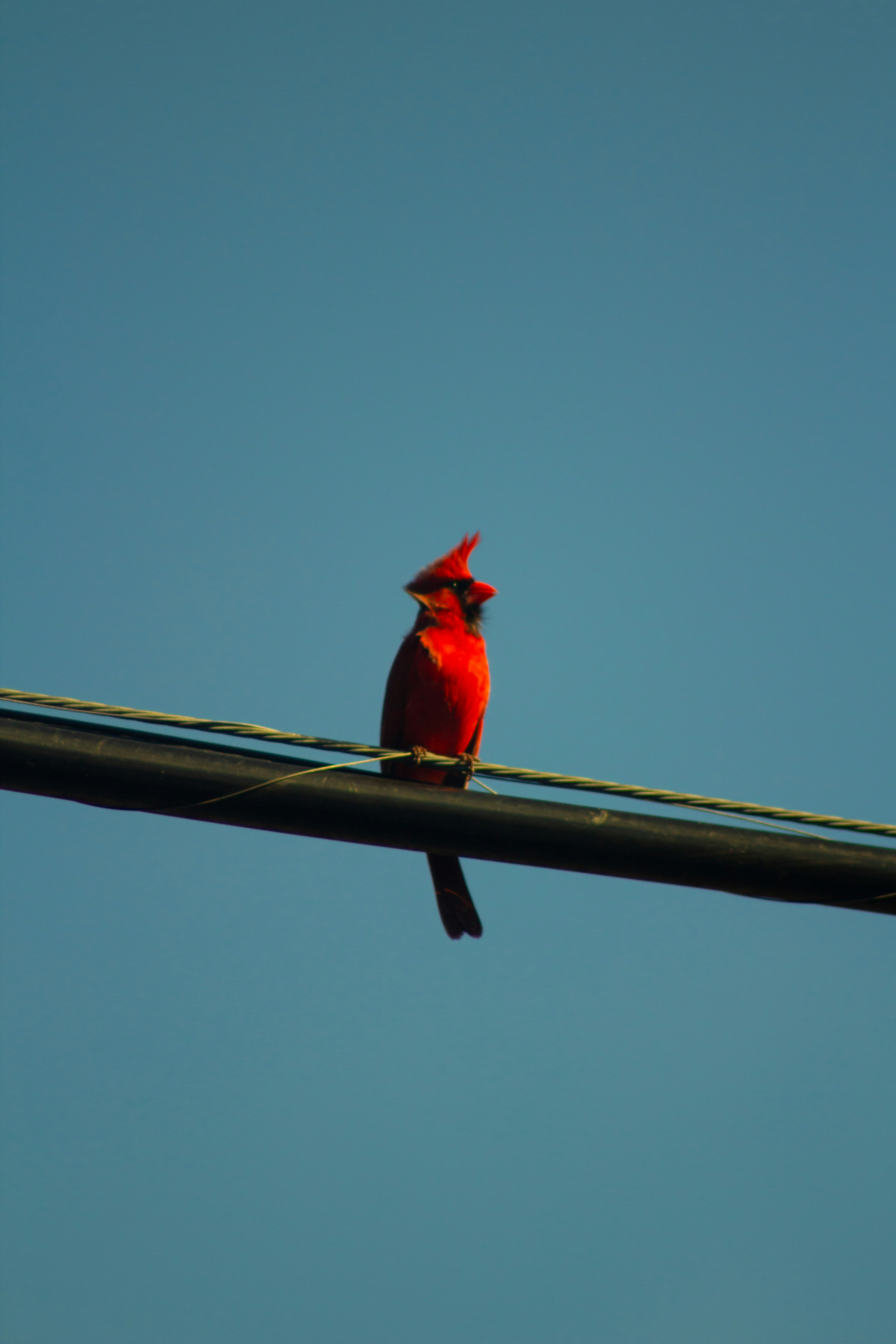 Crimson Cardinal on a Quiet Wire Under a Wide Blue Sky