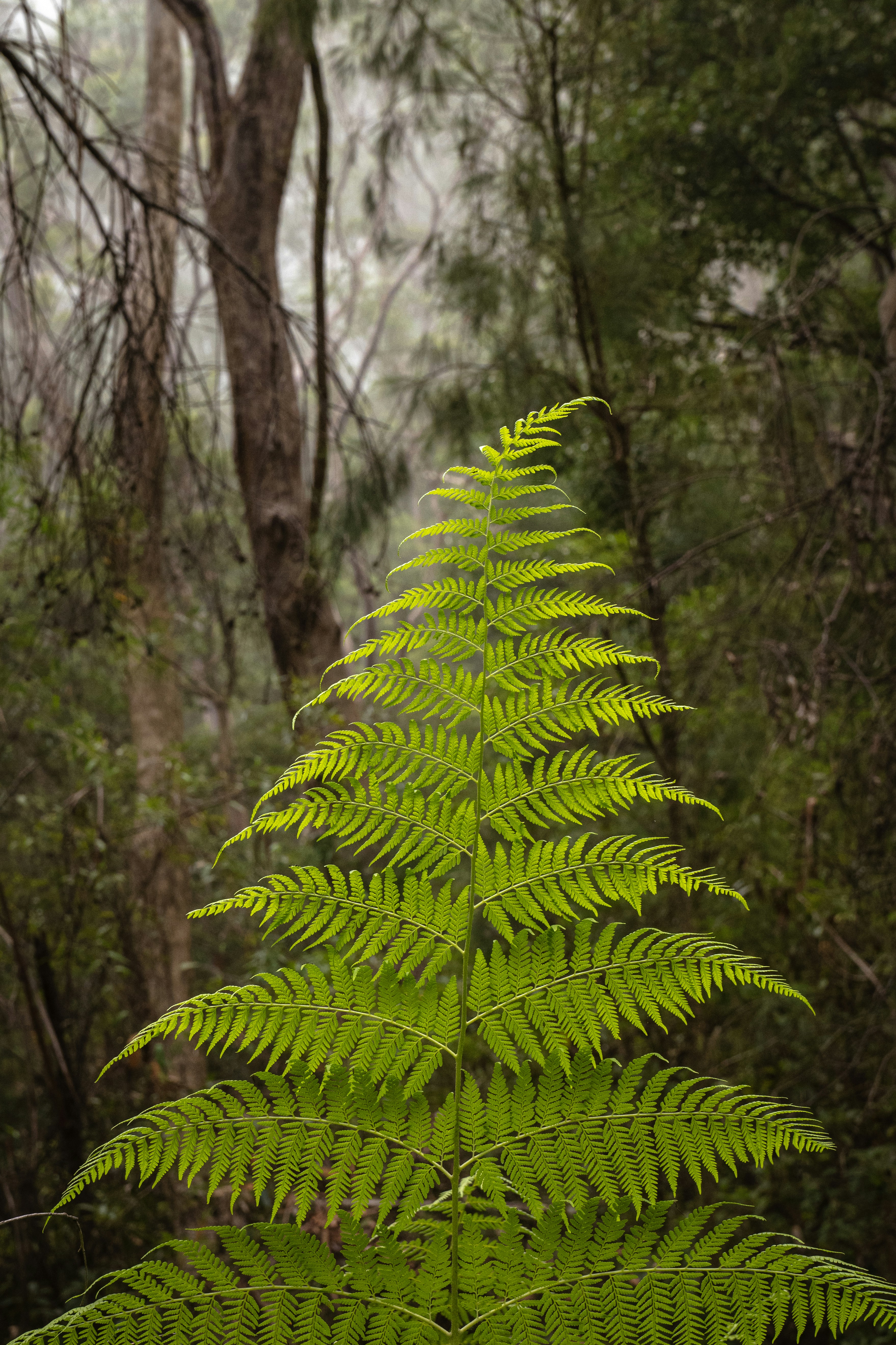 Emerald Fern Sentinel Rising from the Quiet Understory