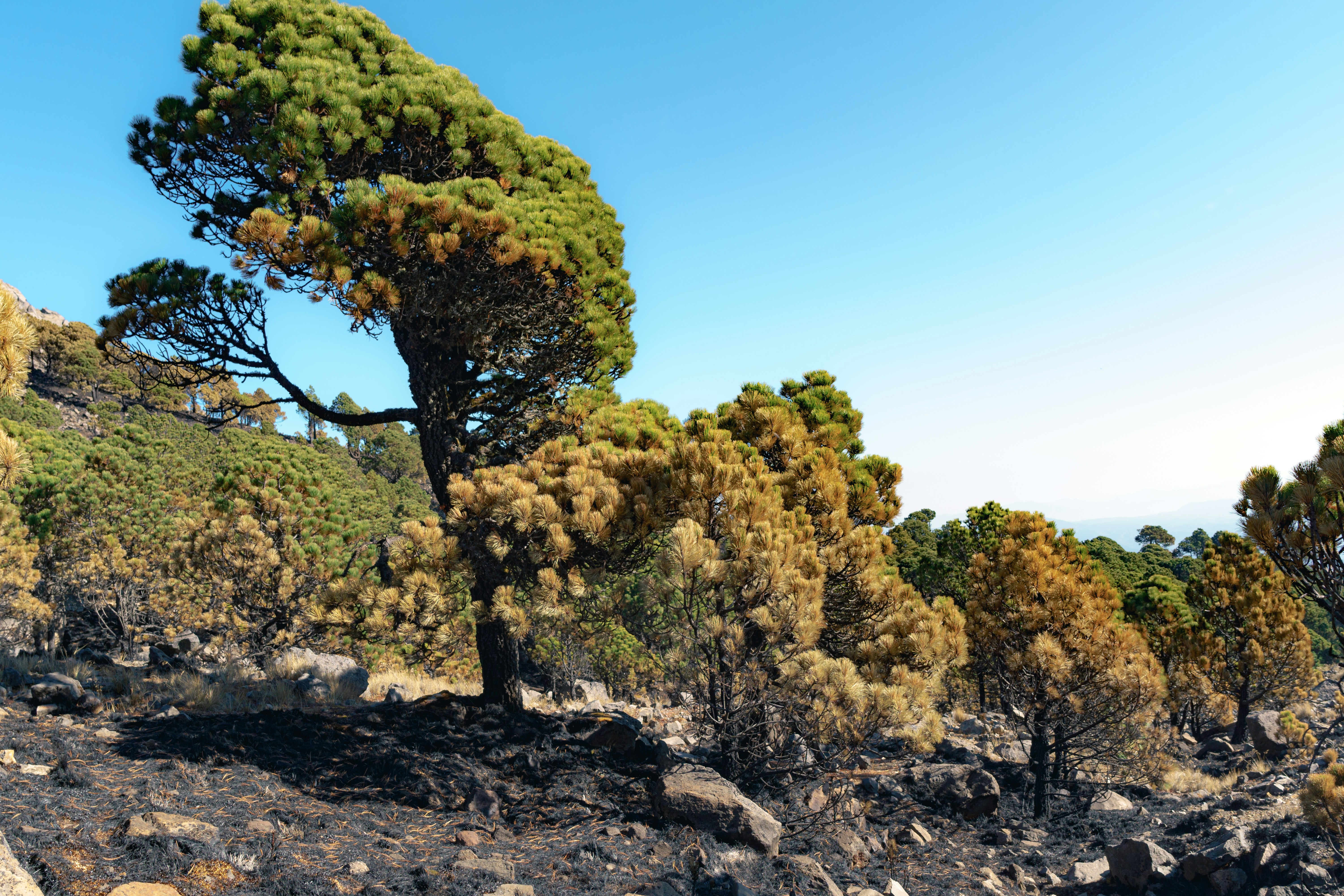 A group of trees that are on a hill photo – Free Volcán tajumulco Image ...