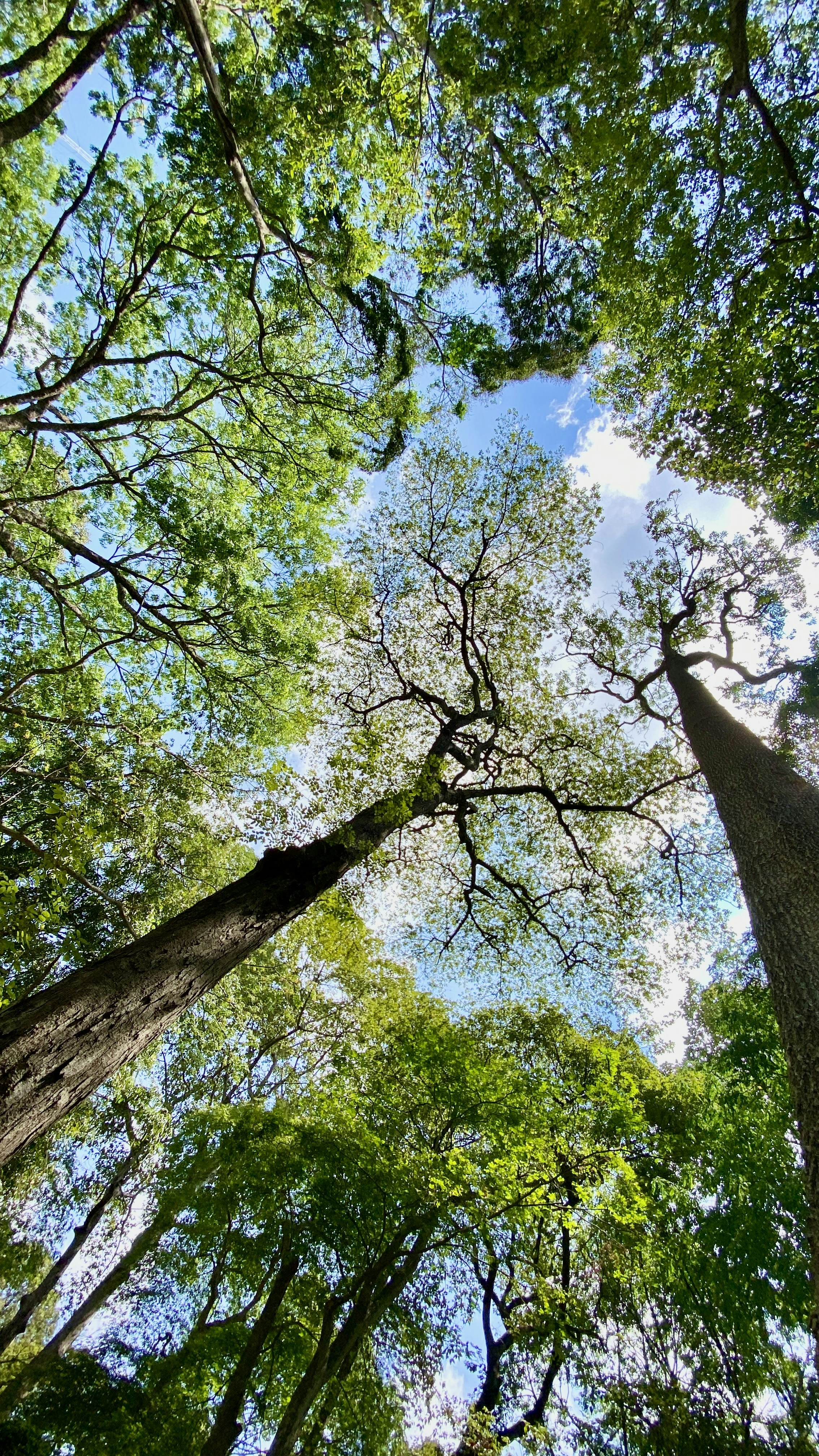 Looking up at tall trees in a forest photo – Free Saigon Image on Unsplash