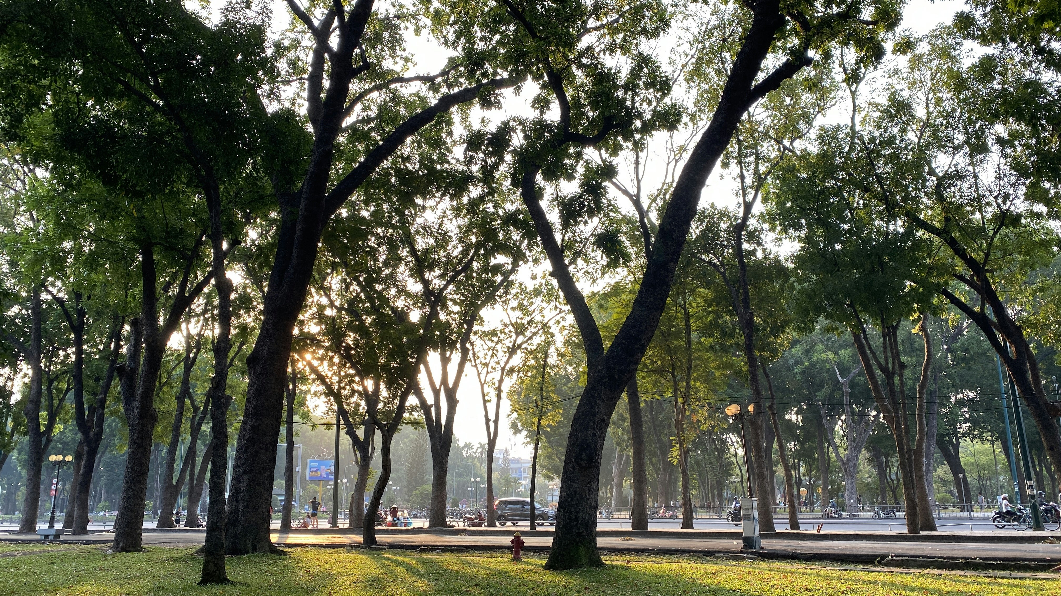 A park filled with lots of trees and grass photo – Free Tree background ...