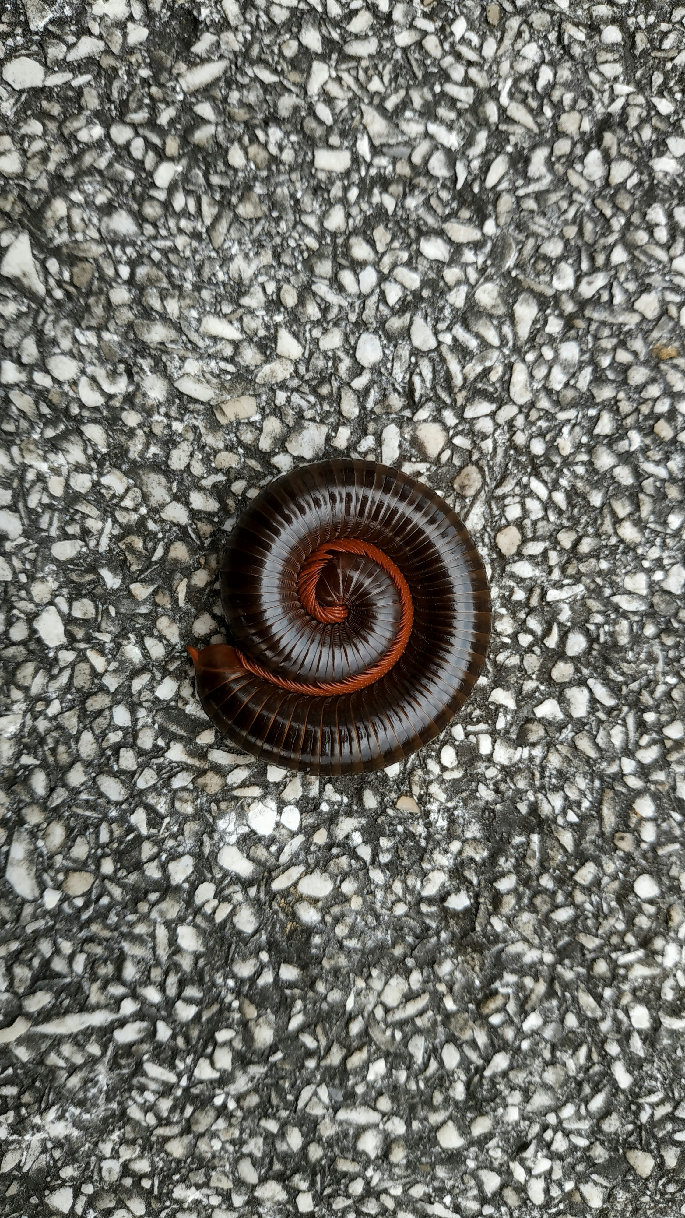 Spiral of Time: A Desert Rose Fossil on Rough Gray Pavement