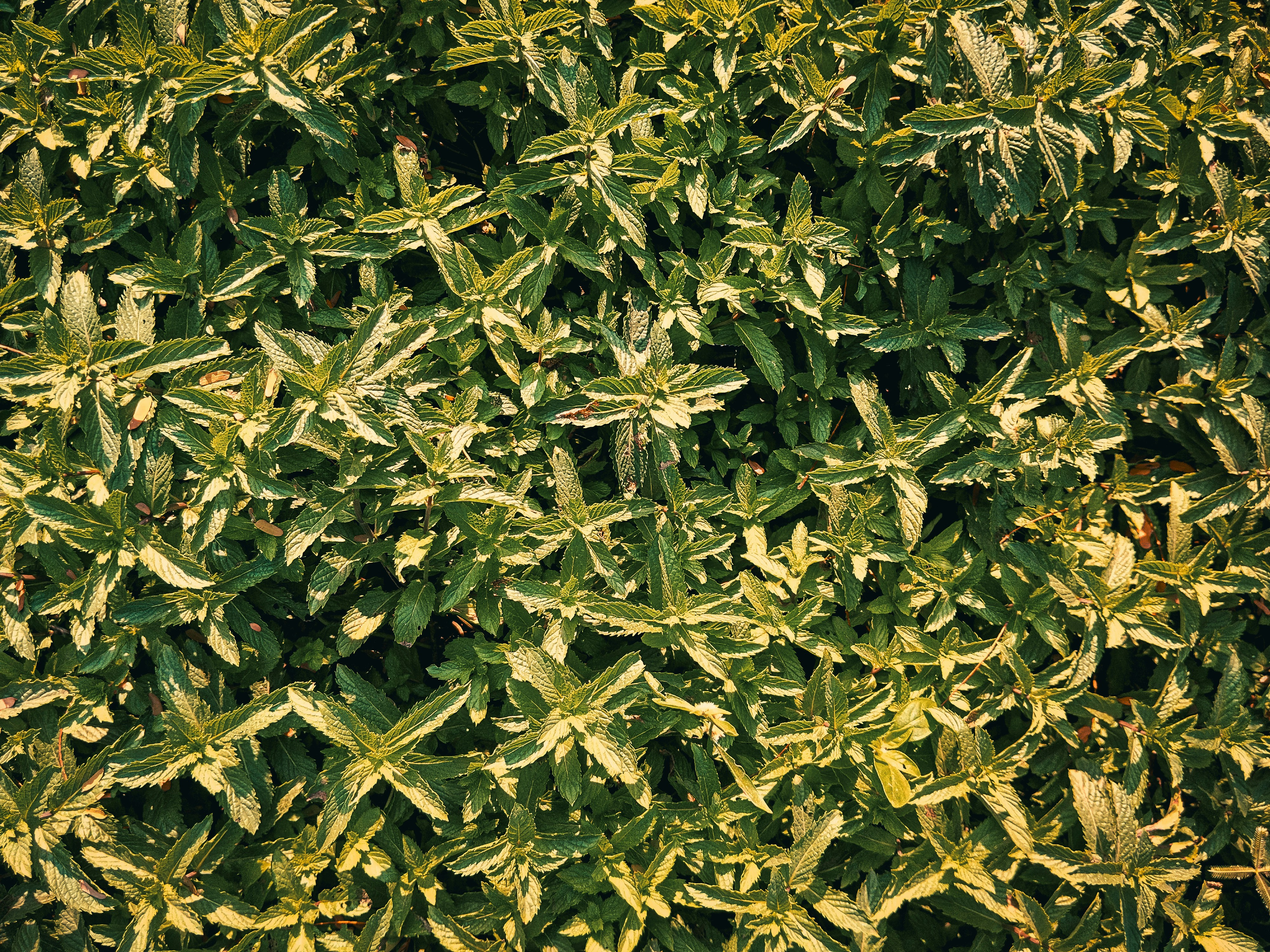 a close up of a bush with green leaves