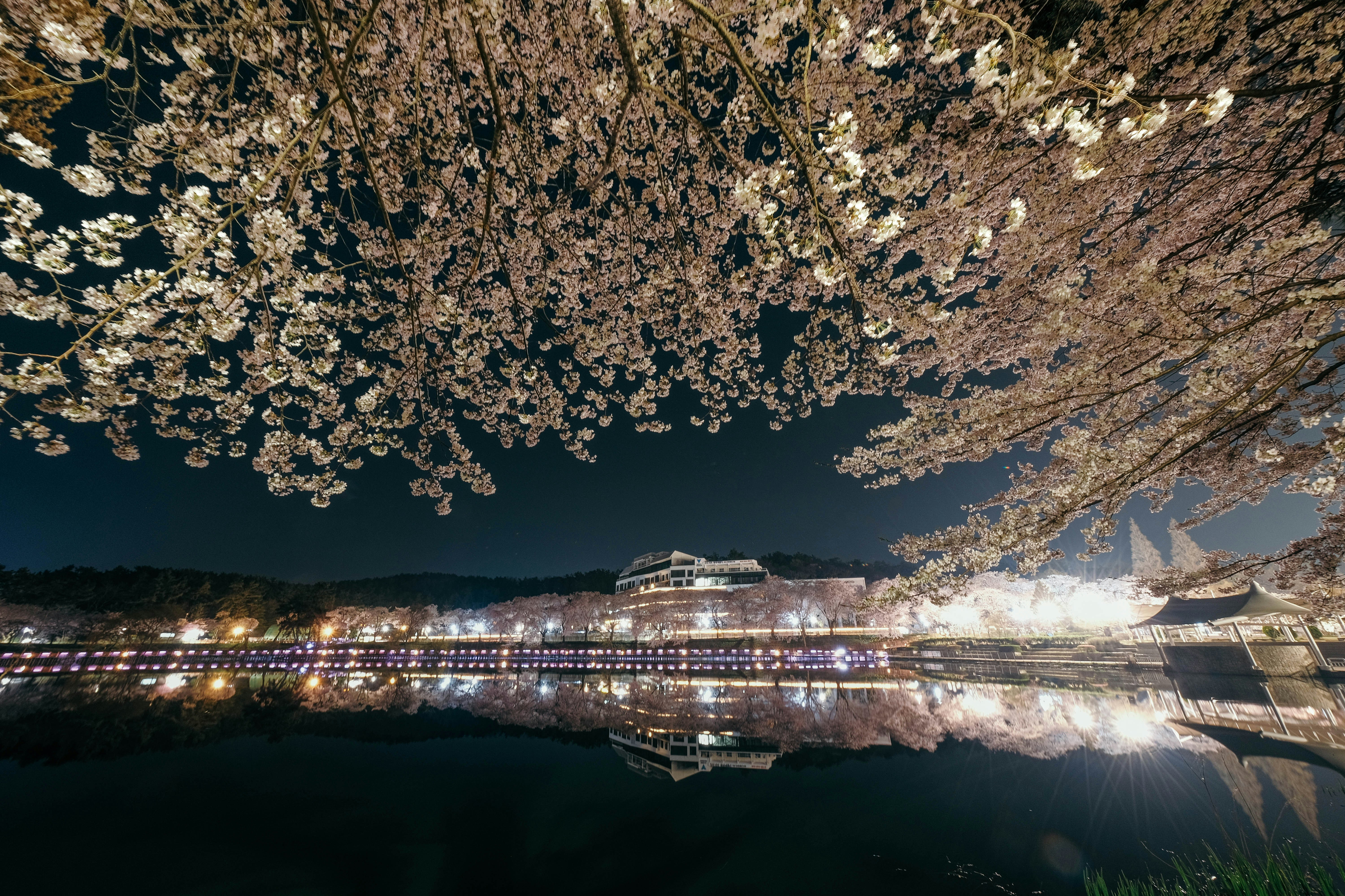 Moonlit Cherry Blossoms Over a Glassy River: A Lantern-Lit City in Reflection