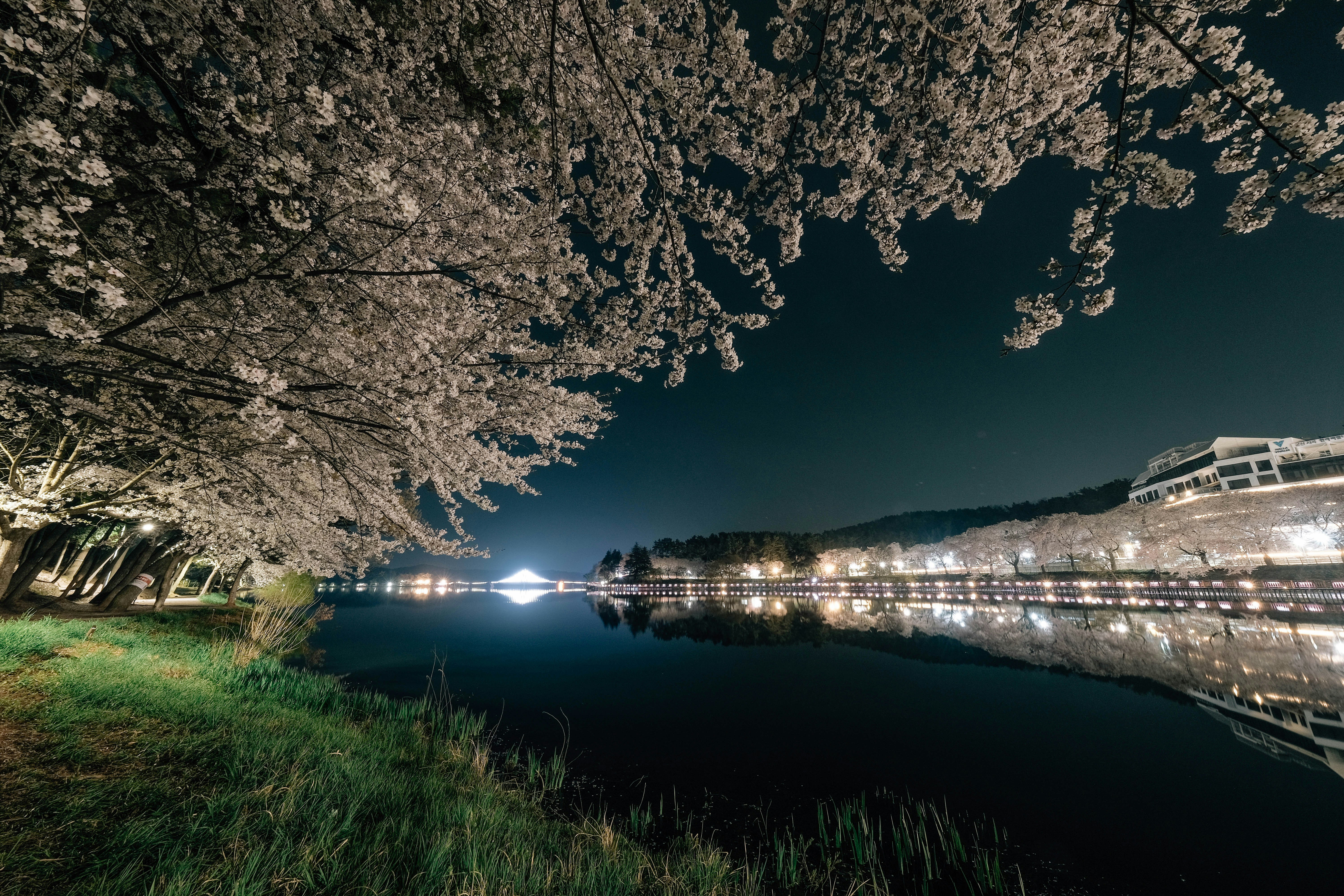 Cherry blossoms illuminated at night, mirrored on a calm river with distant city lights.