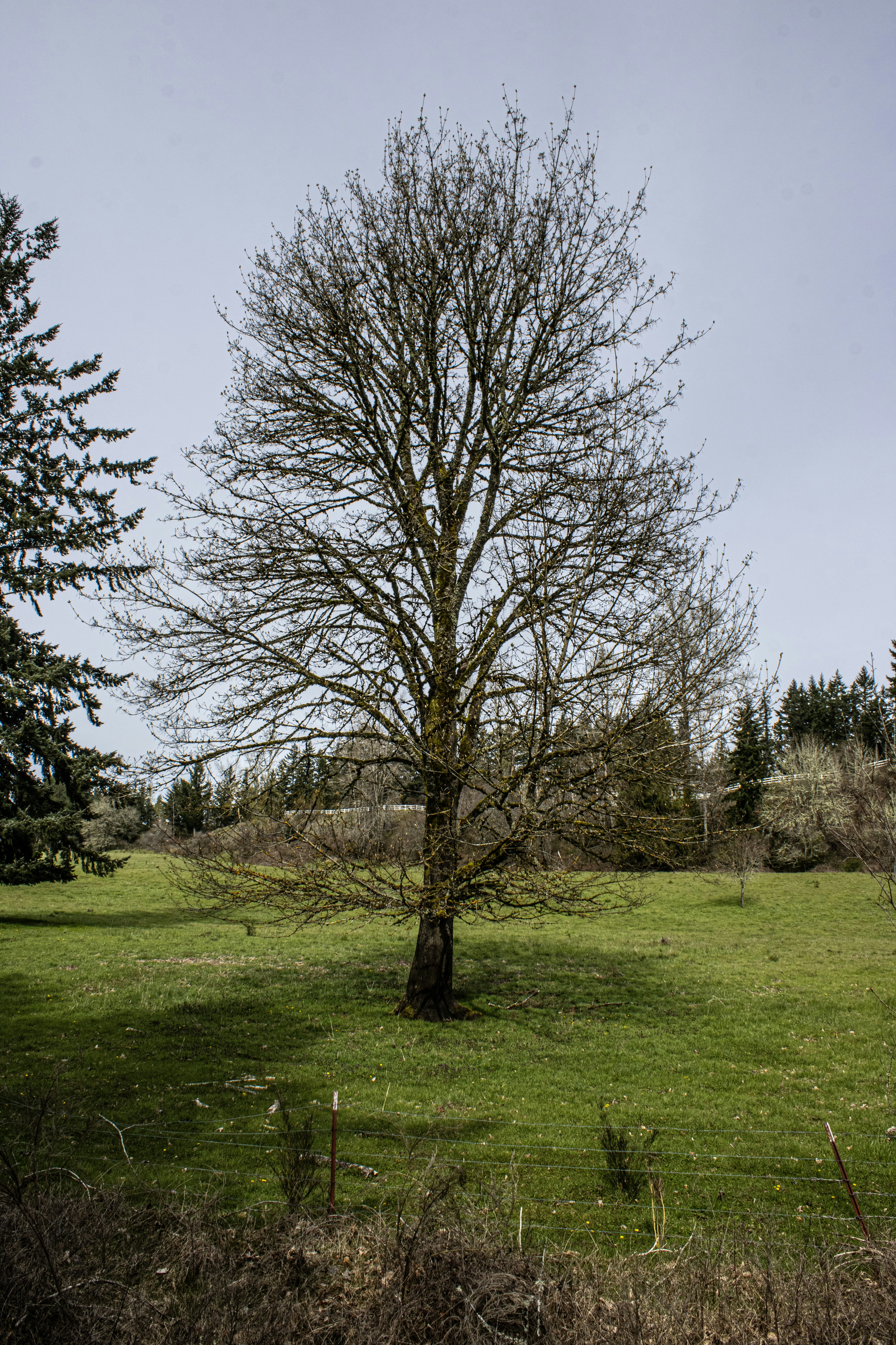 Solitary Tree Framing a Quiet Green Field