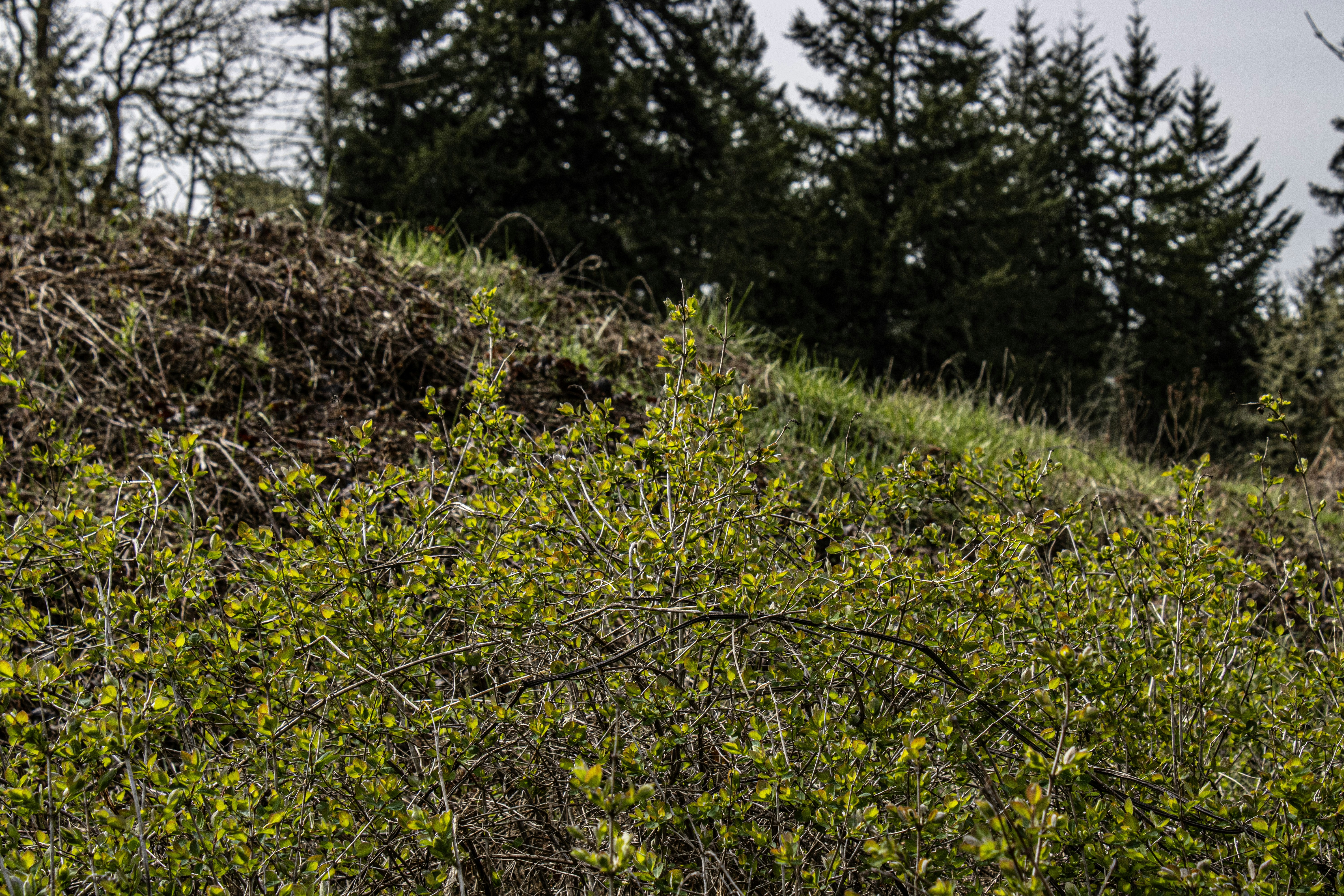 Fresh Green Veil: Spring Growth on a Gentle Slope