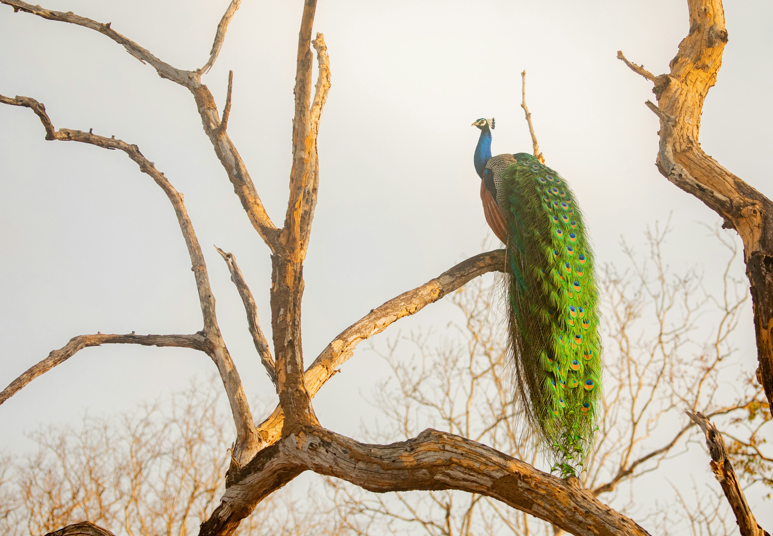 A peafowl seen here is basking in the sun.