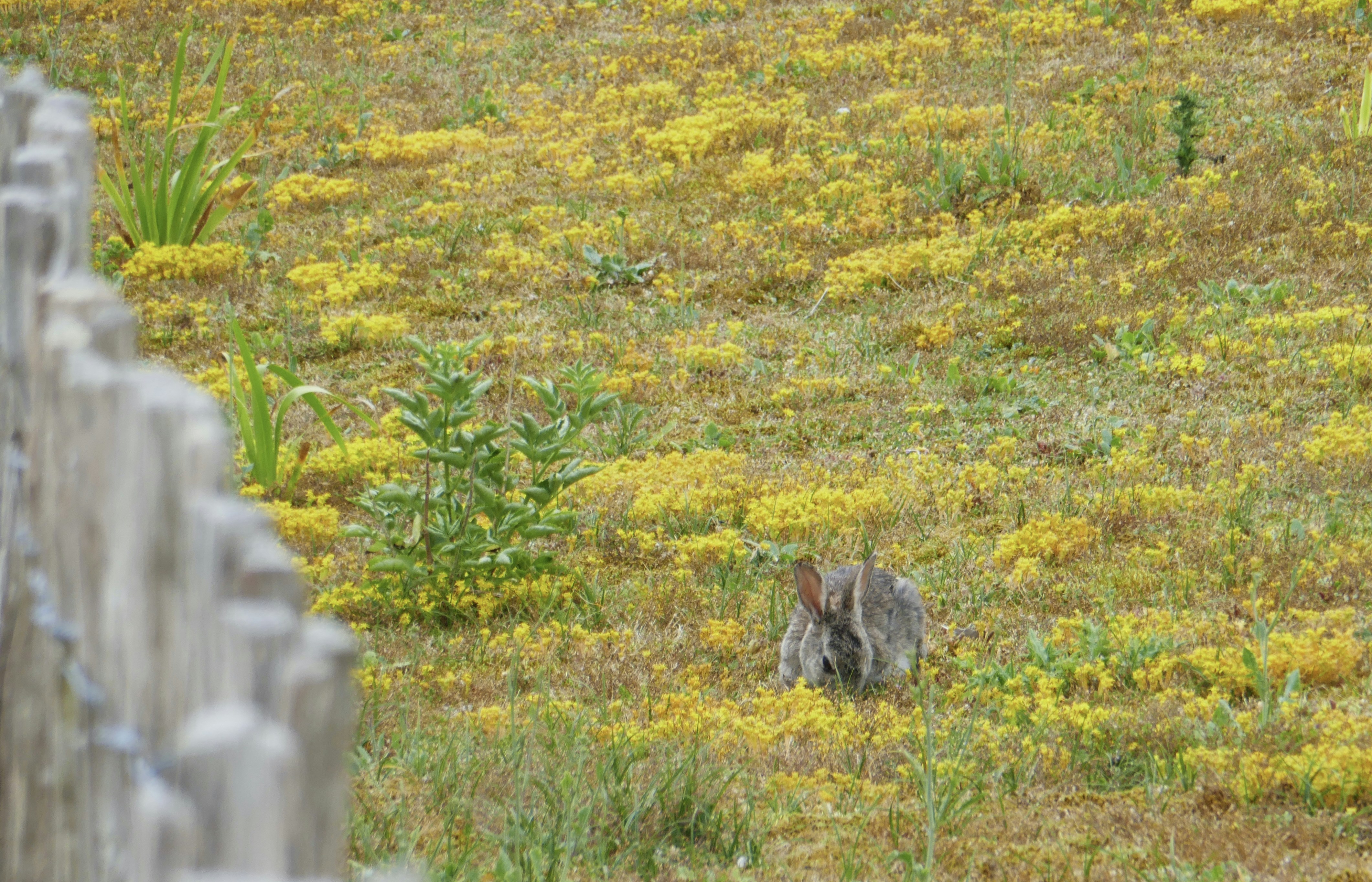 A small rabbit stands among a sea of yellow wildflowers beside a weathered fence. This natural scene captures a quiet moment in a sunlit meadow.