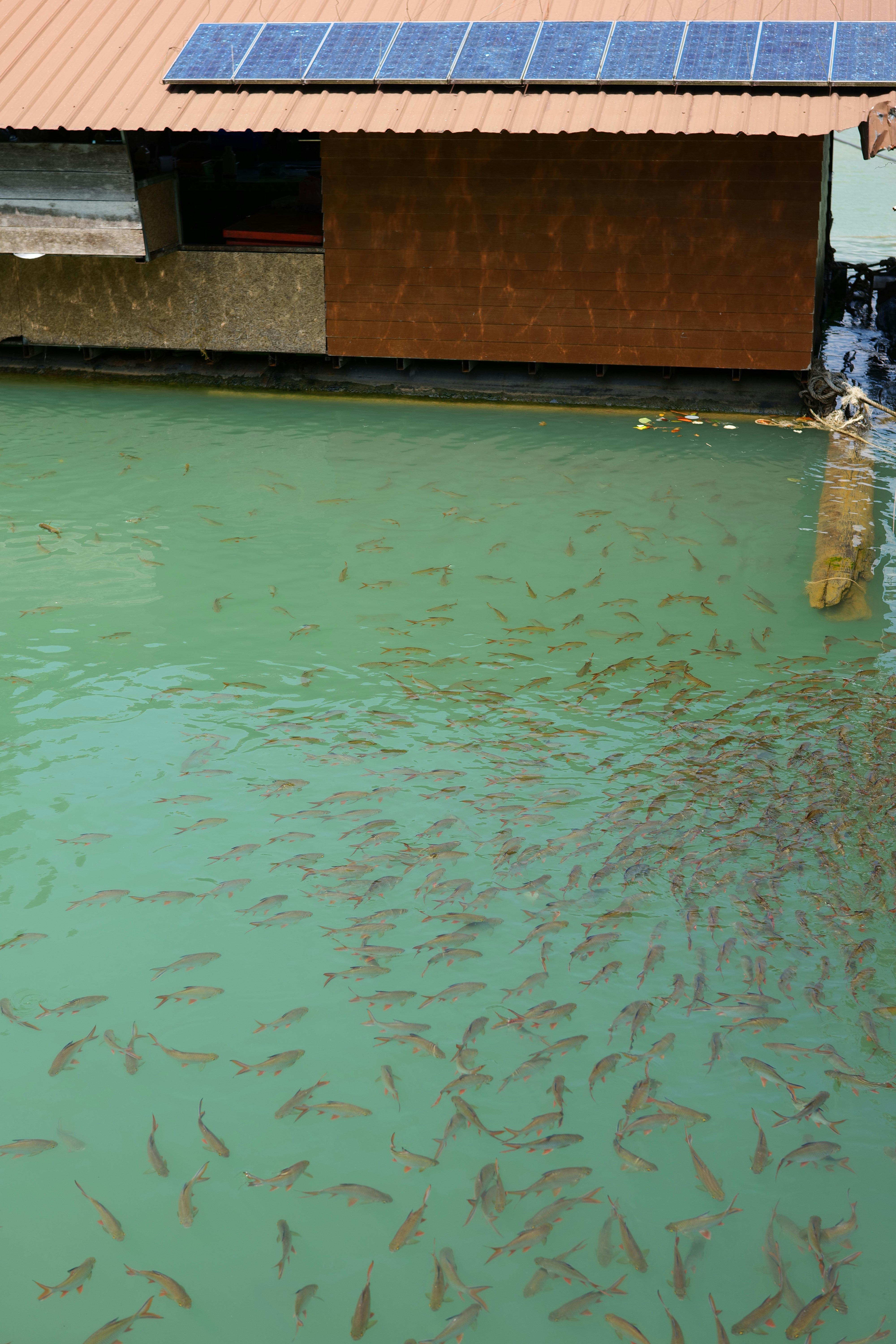 A bunch of fish are swimming in the water photo – Free Phanom district ...