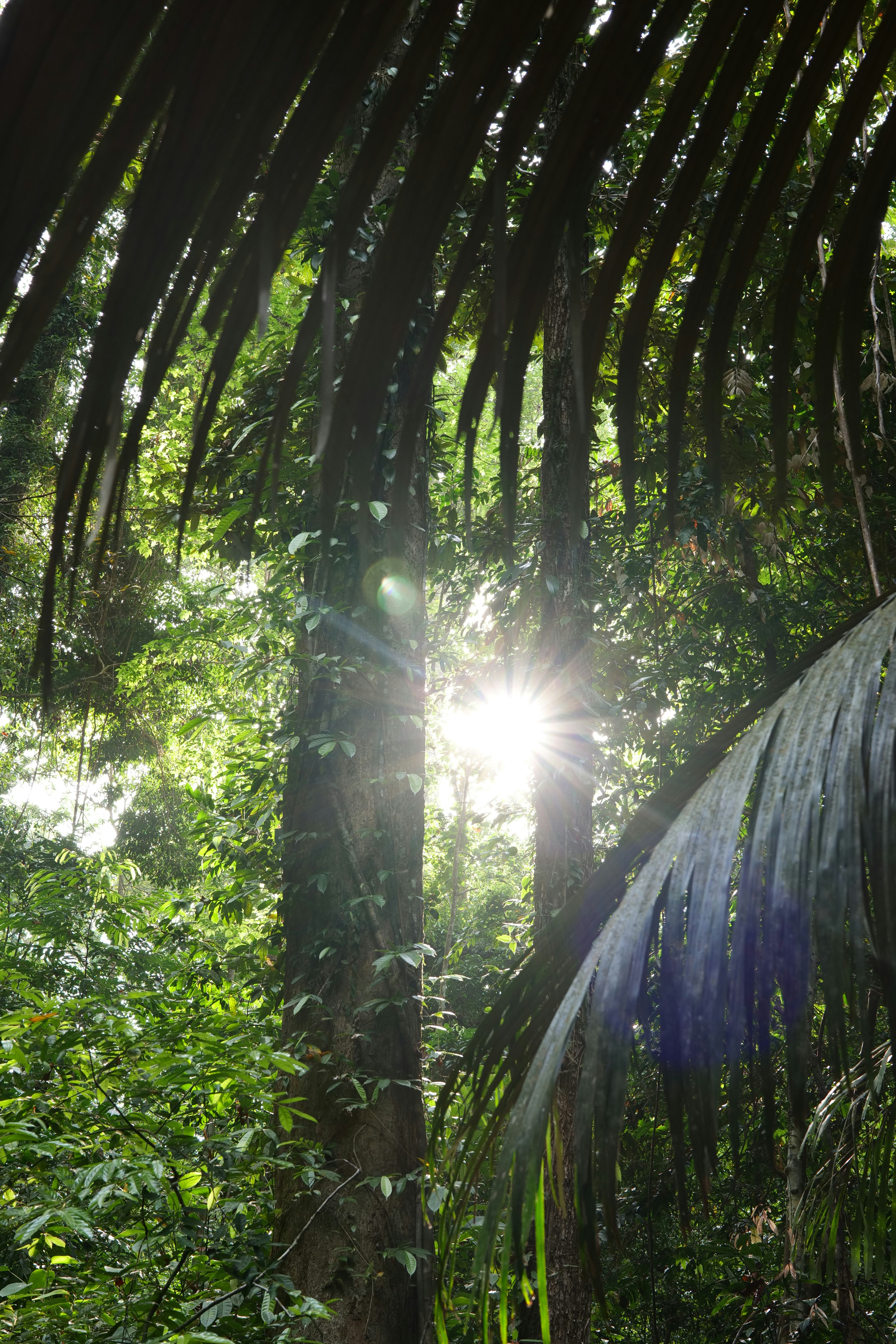 The sun is shining through the trees in the jungle photo – Free Khlong ...