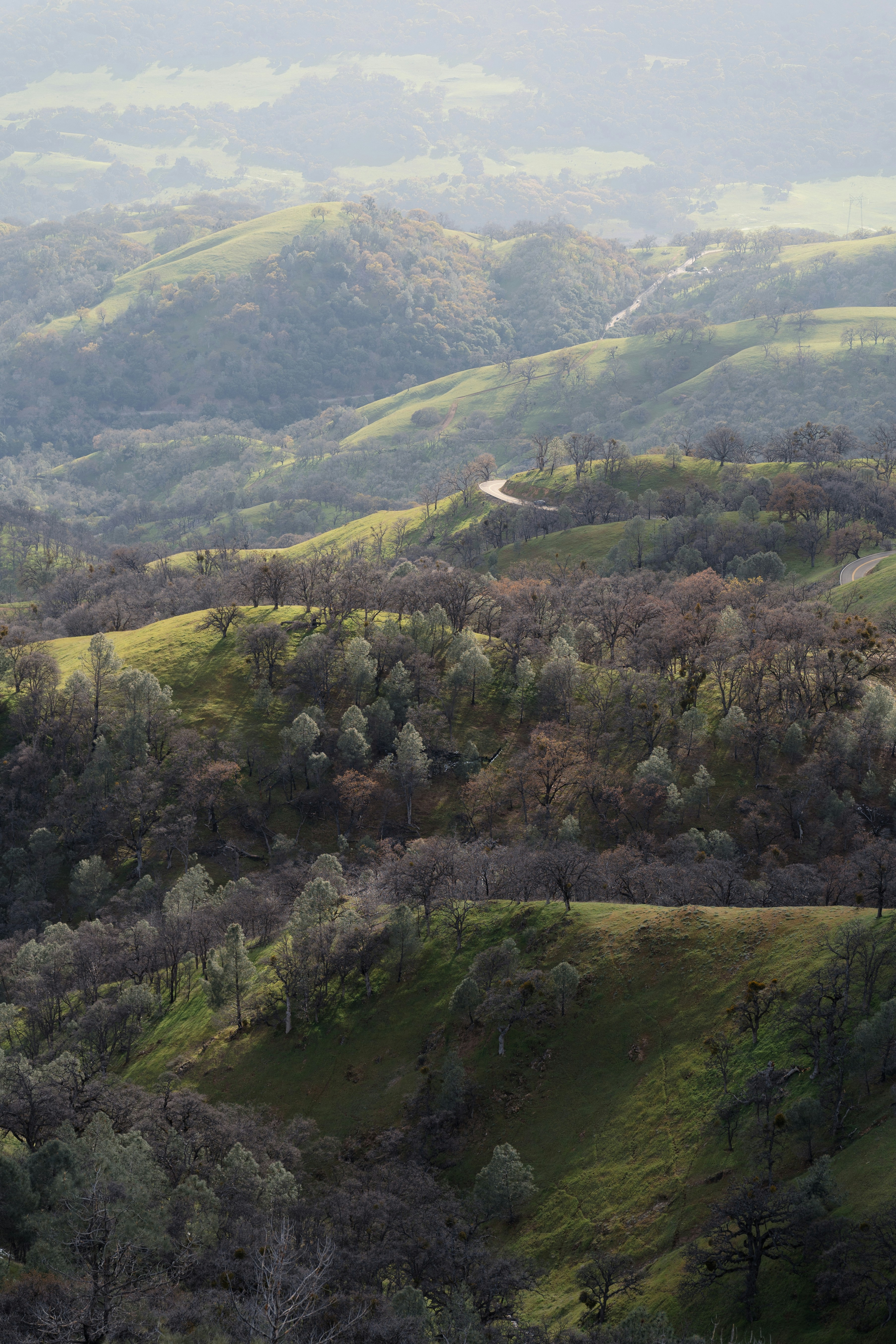 A view of a lush green hillside covered in trees photo – Free ...