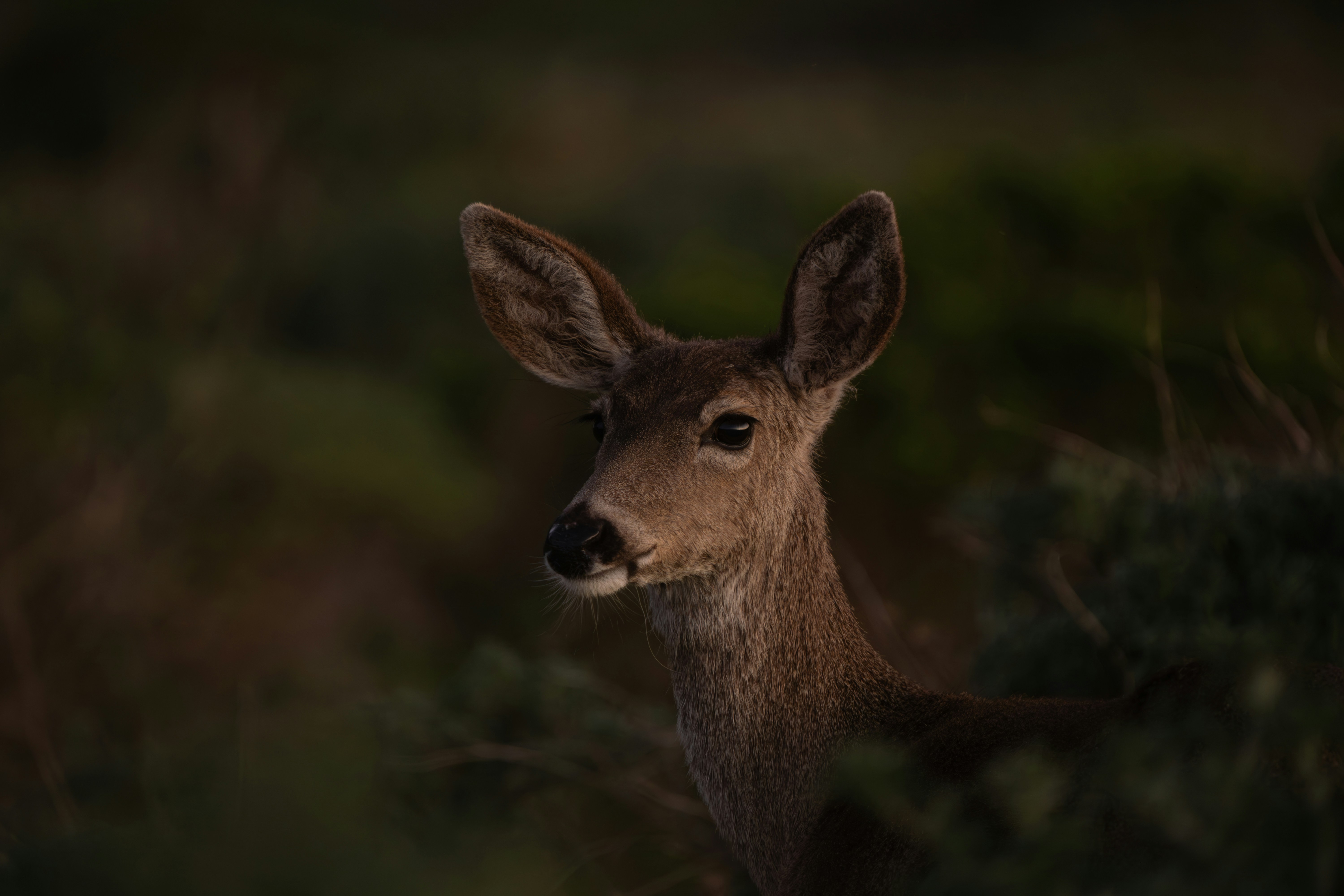 Deer at dusk