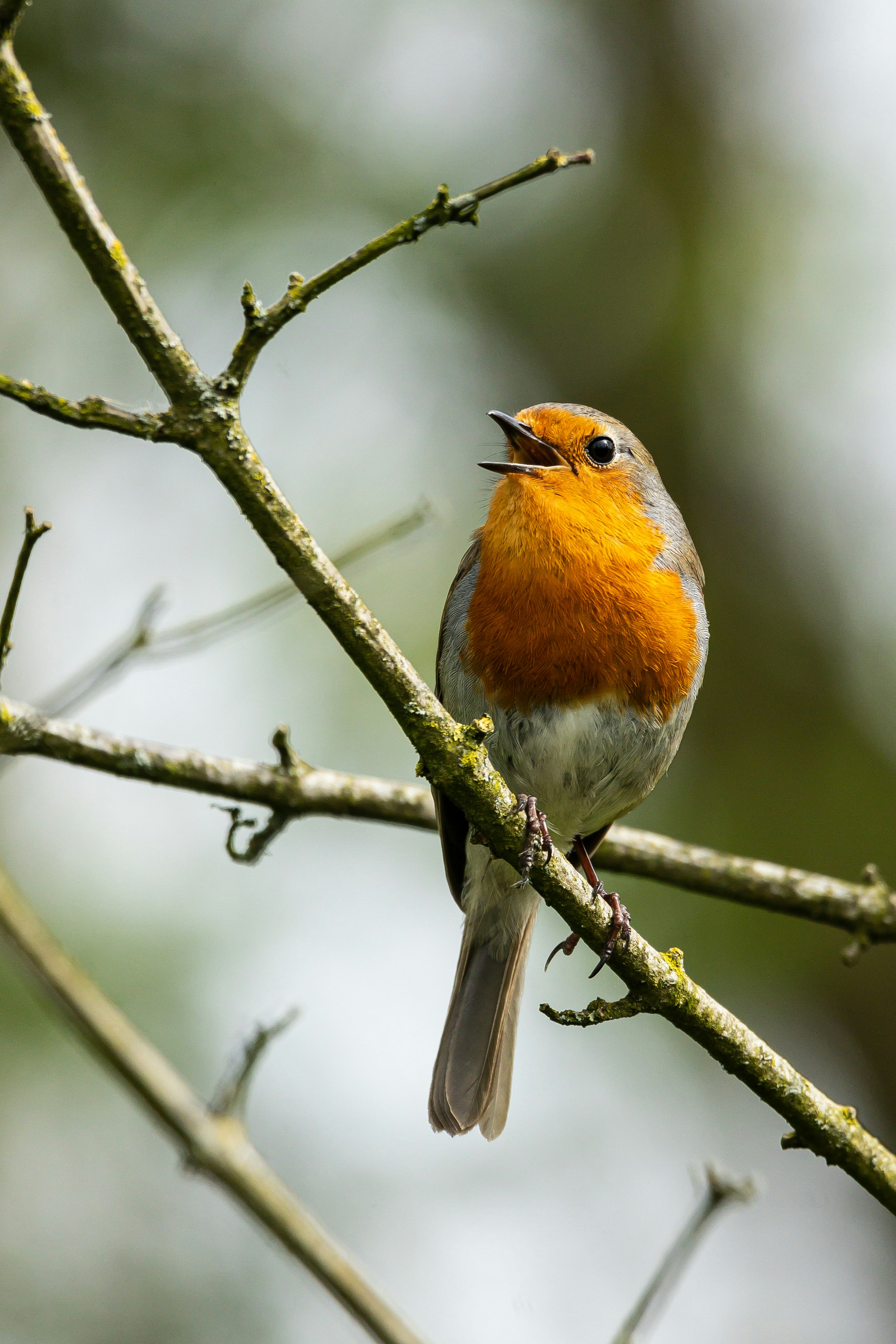 A small bird sitting on a tree branch photo – Free Bird chirping Image ...