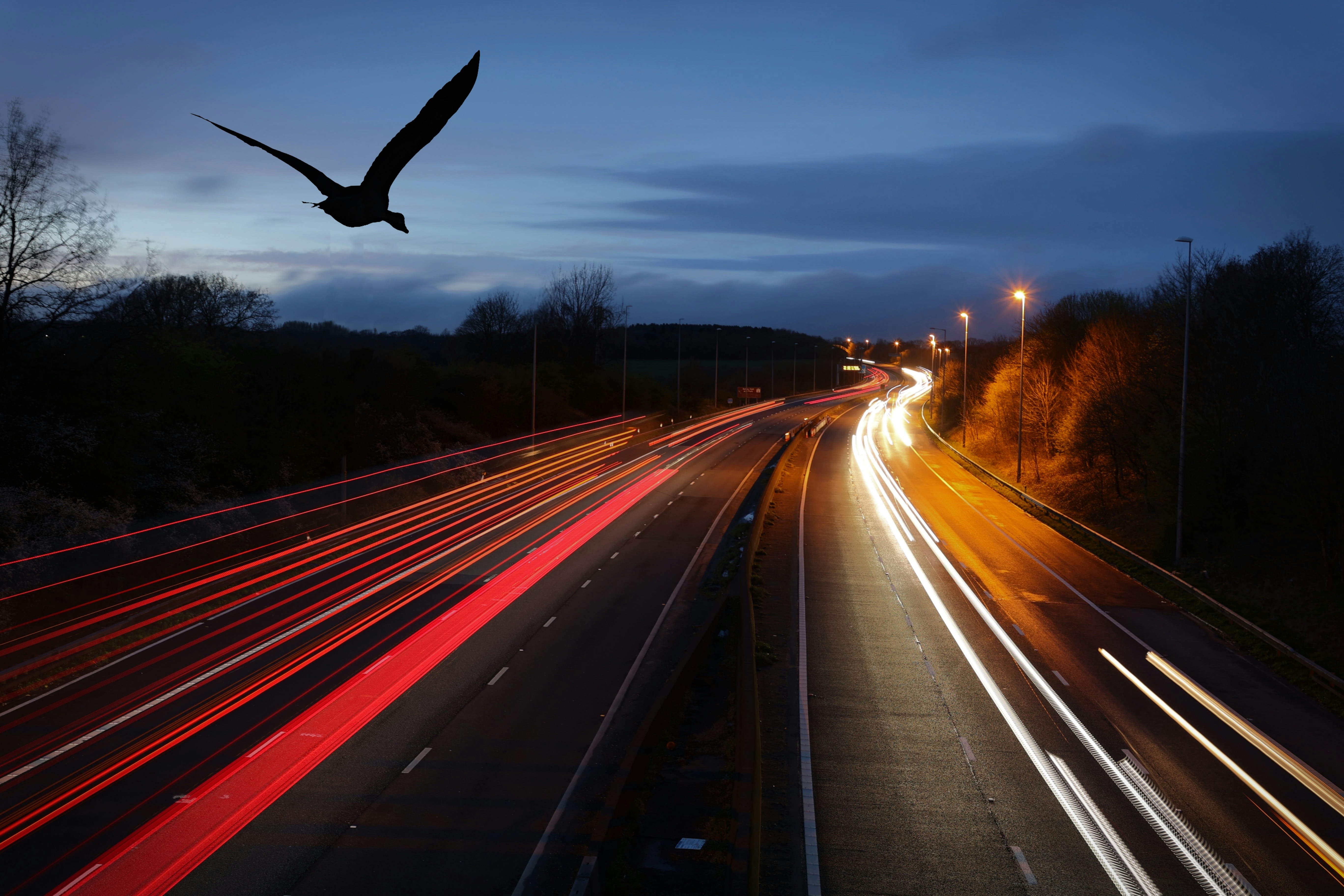 Silhouette Over Night Highway: A Bird Against a Stream of Light