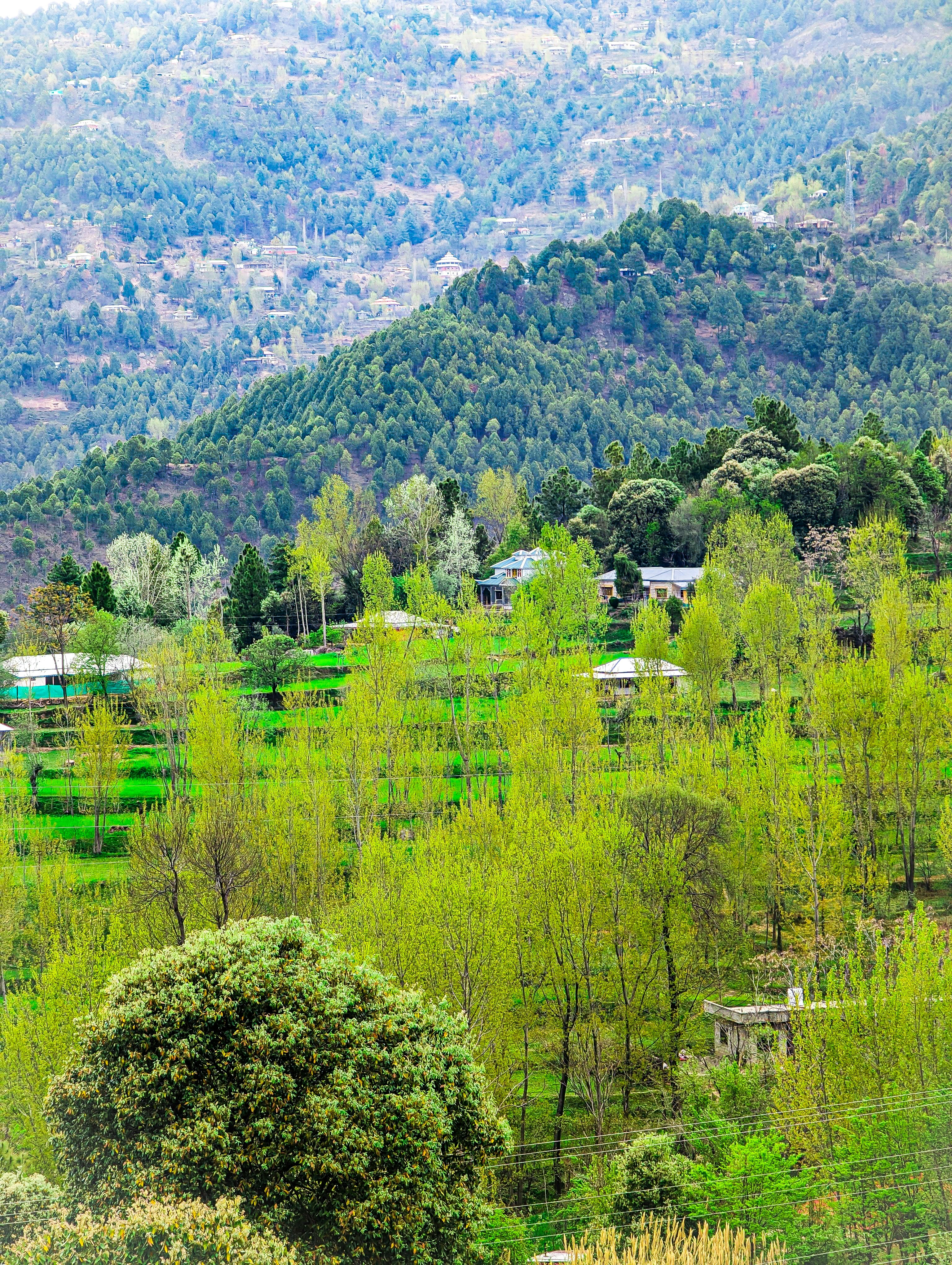 High-angle photograph of a hillside village with terraced fields and fresh spring foliage.