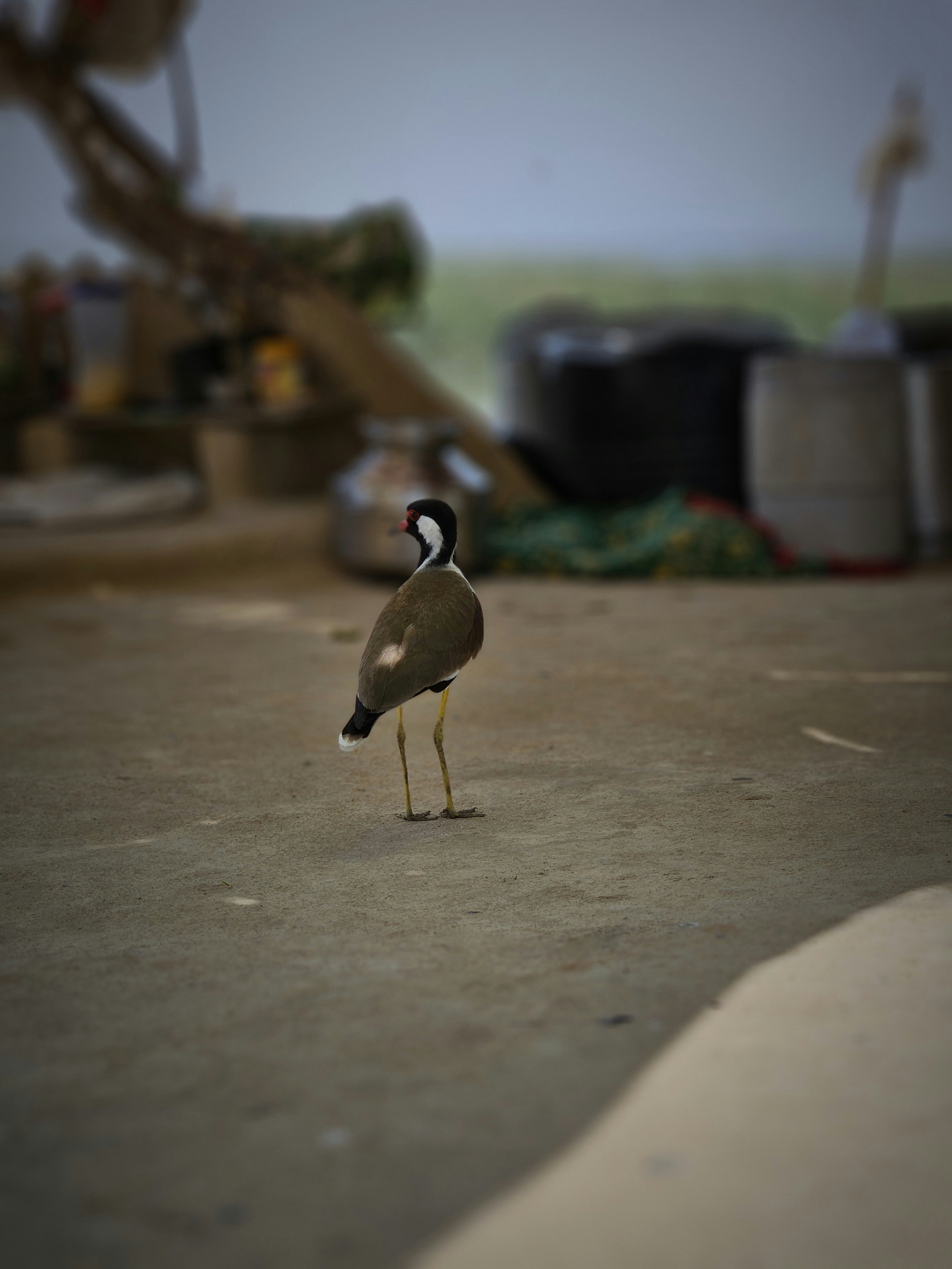Lone Black-Necked Stilt Stands Under Brief Shelter