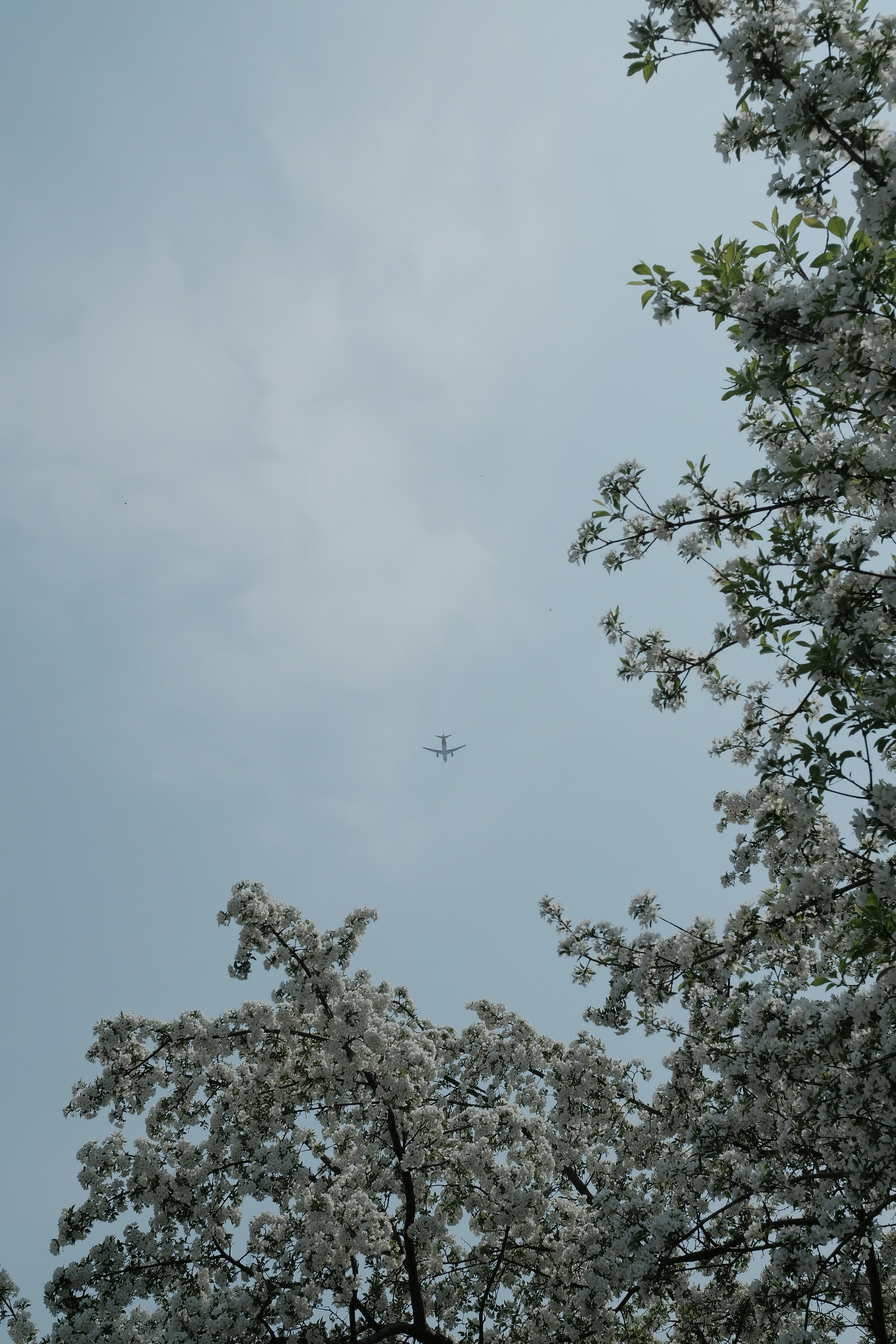Jet Over the Blossoms: A Sky-High Moment Among White Canopies