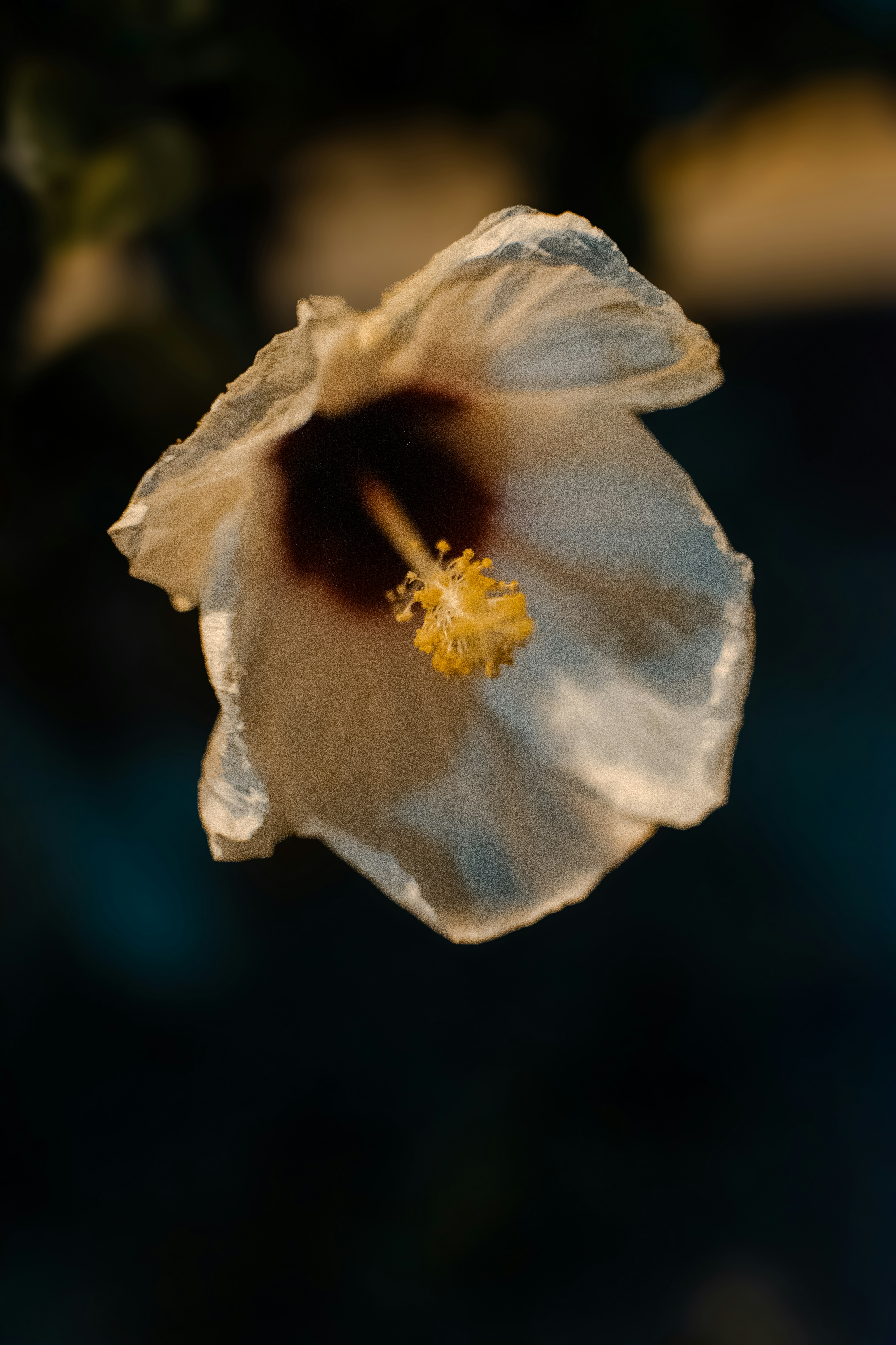 Lone Hibiscus in Velvet Shadow: Focused Stamen Glow