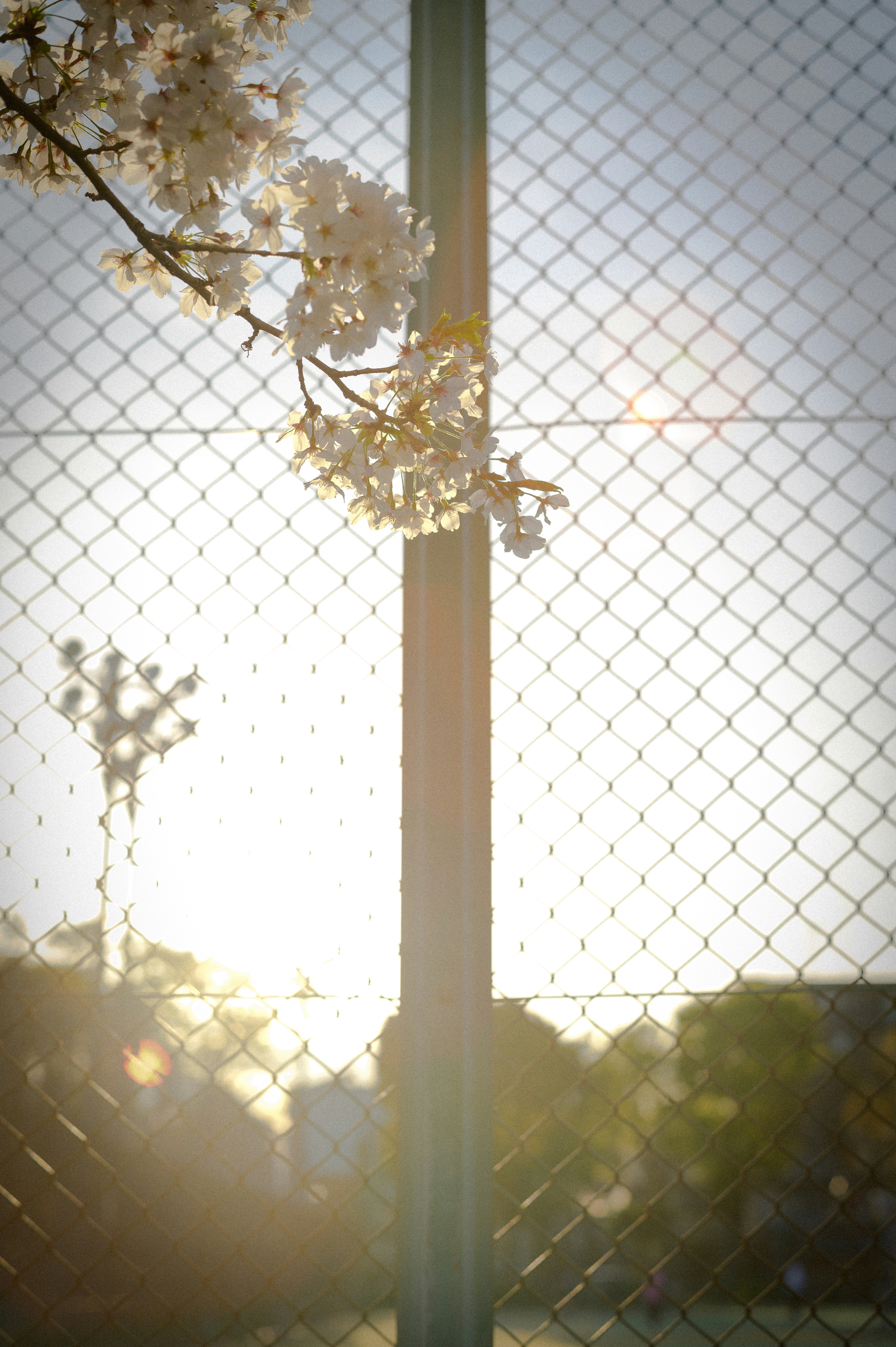 Cherry blossom branch gracefully extends over a chain link fence, illuminated by the soft glow of the setting sun.