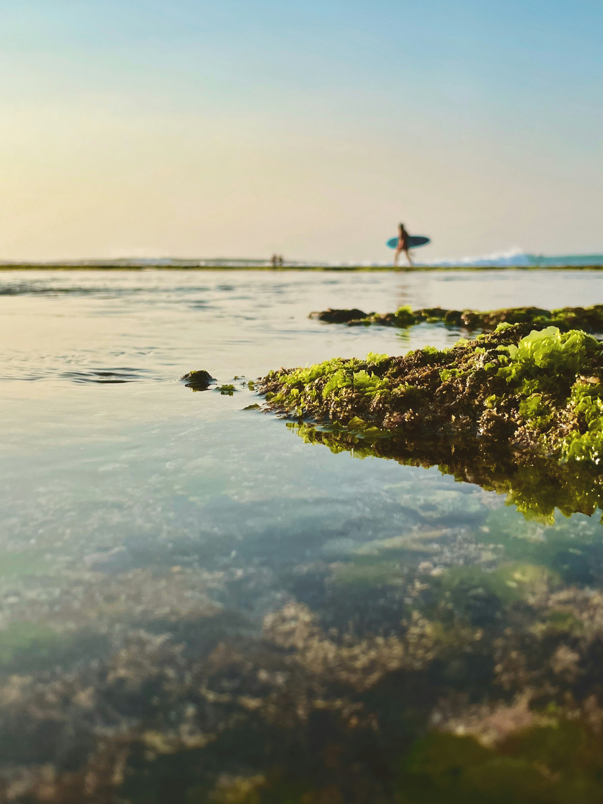 Mossy Edge at Sunrise: A Quiet Shoreline Framed by Distant Surf