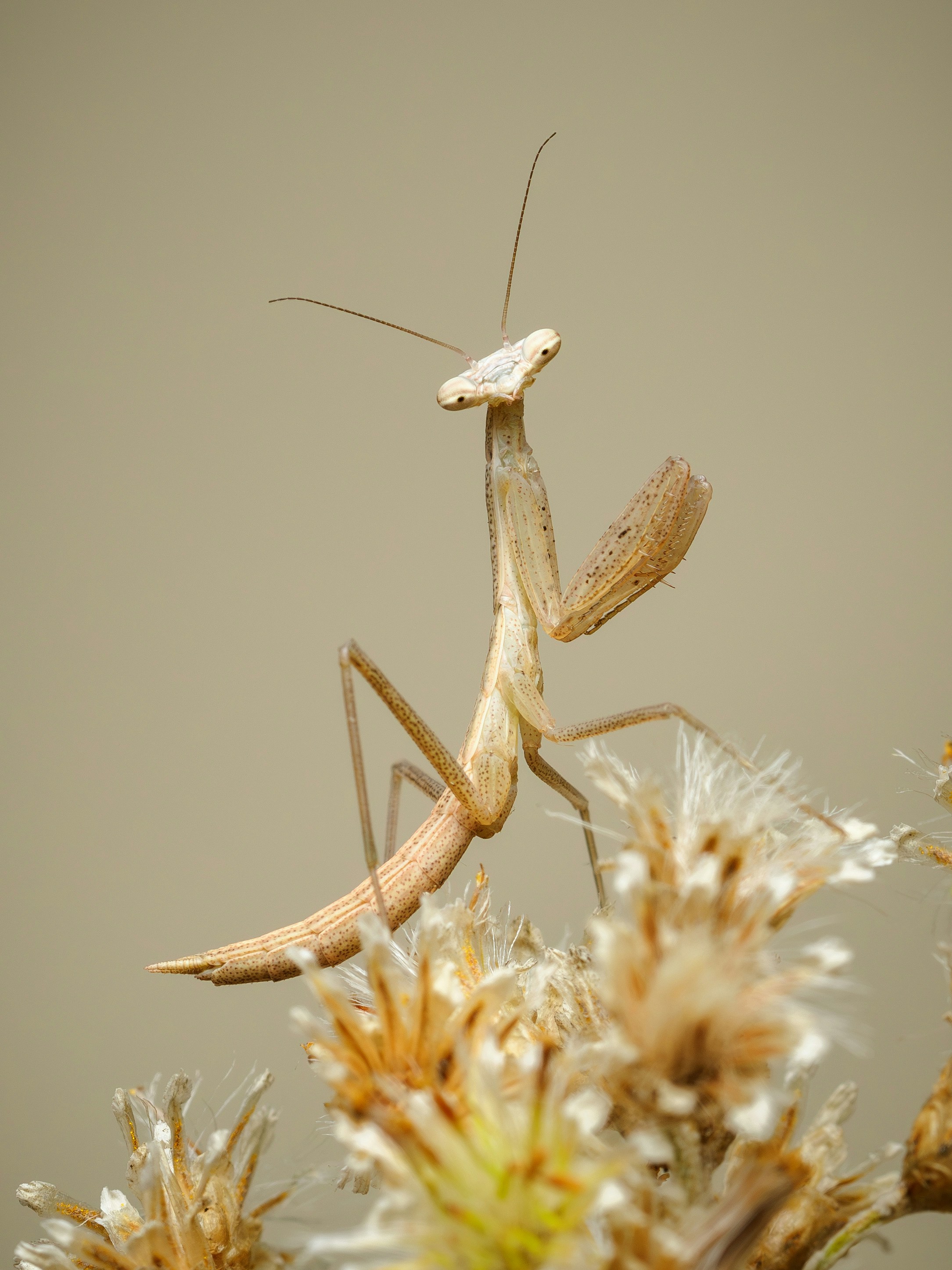 Foto Una oración, orar, rezar – Imagen Insecto gratis en Unsplash