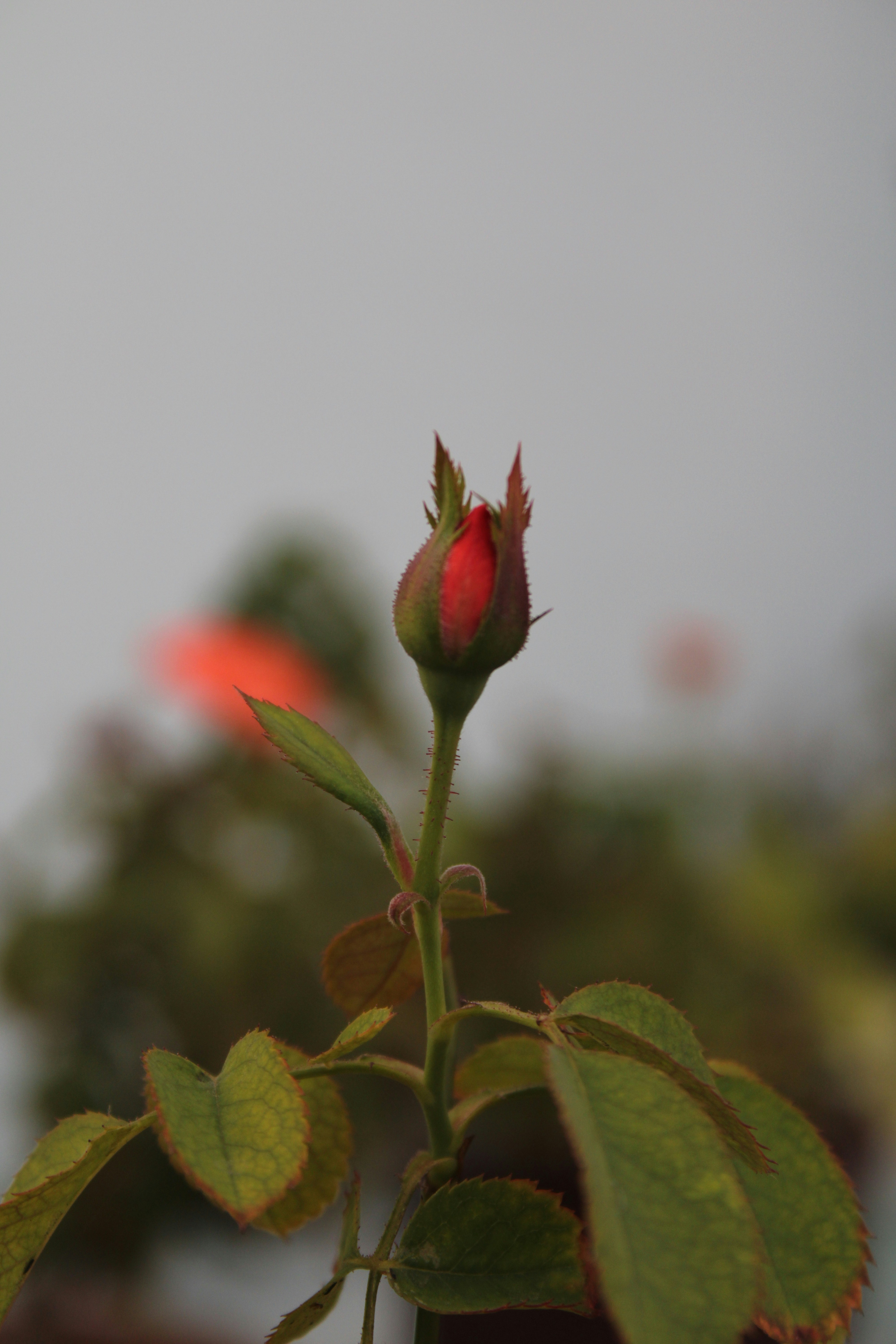 A single red rose bud with green leaves photo – Free Flower Image on ...