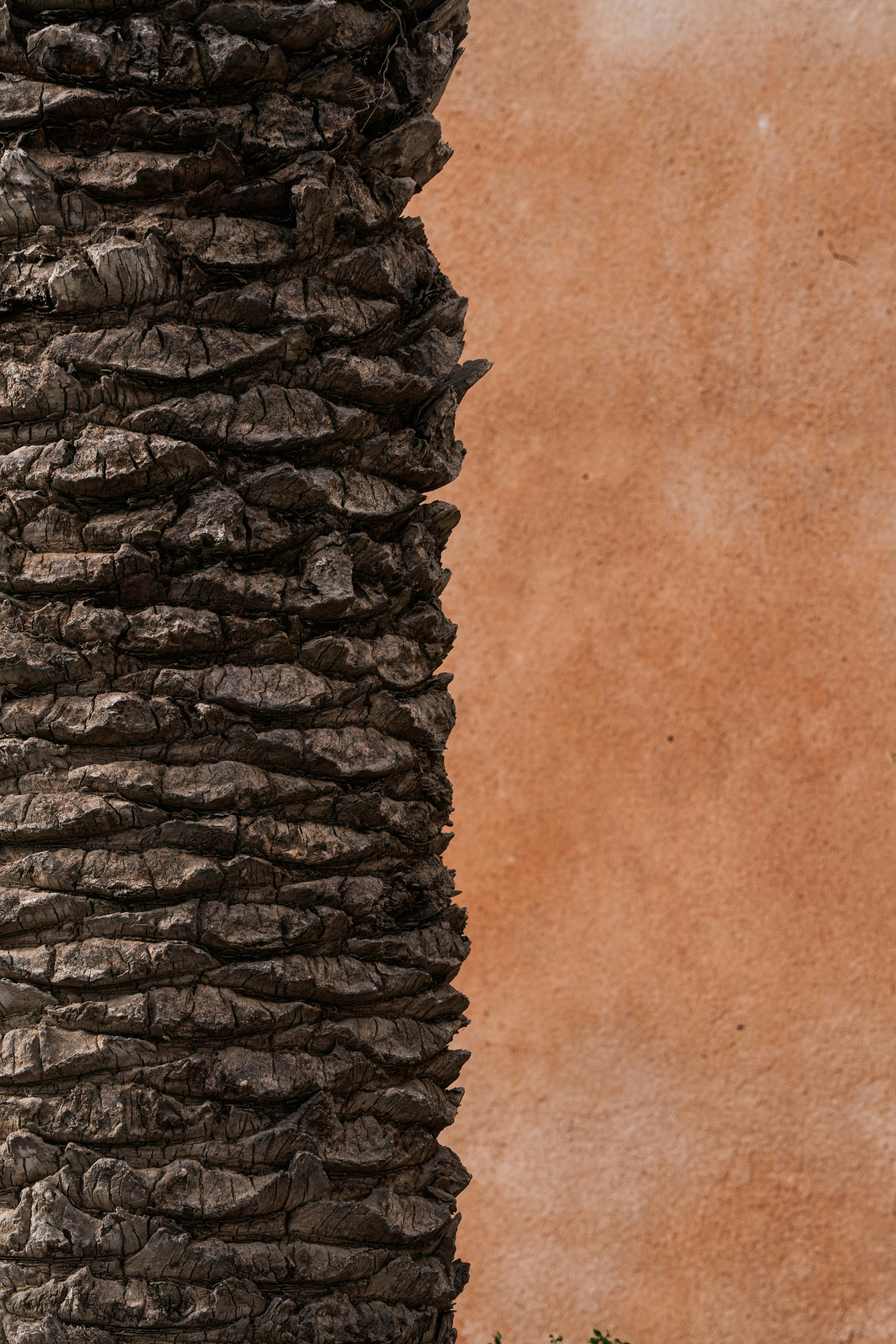 Rough Bark against Sunlit Stucco: A Textural Contrast