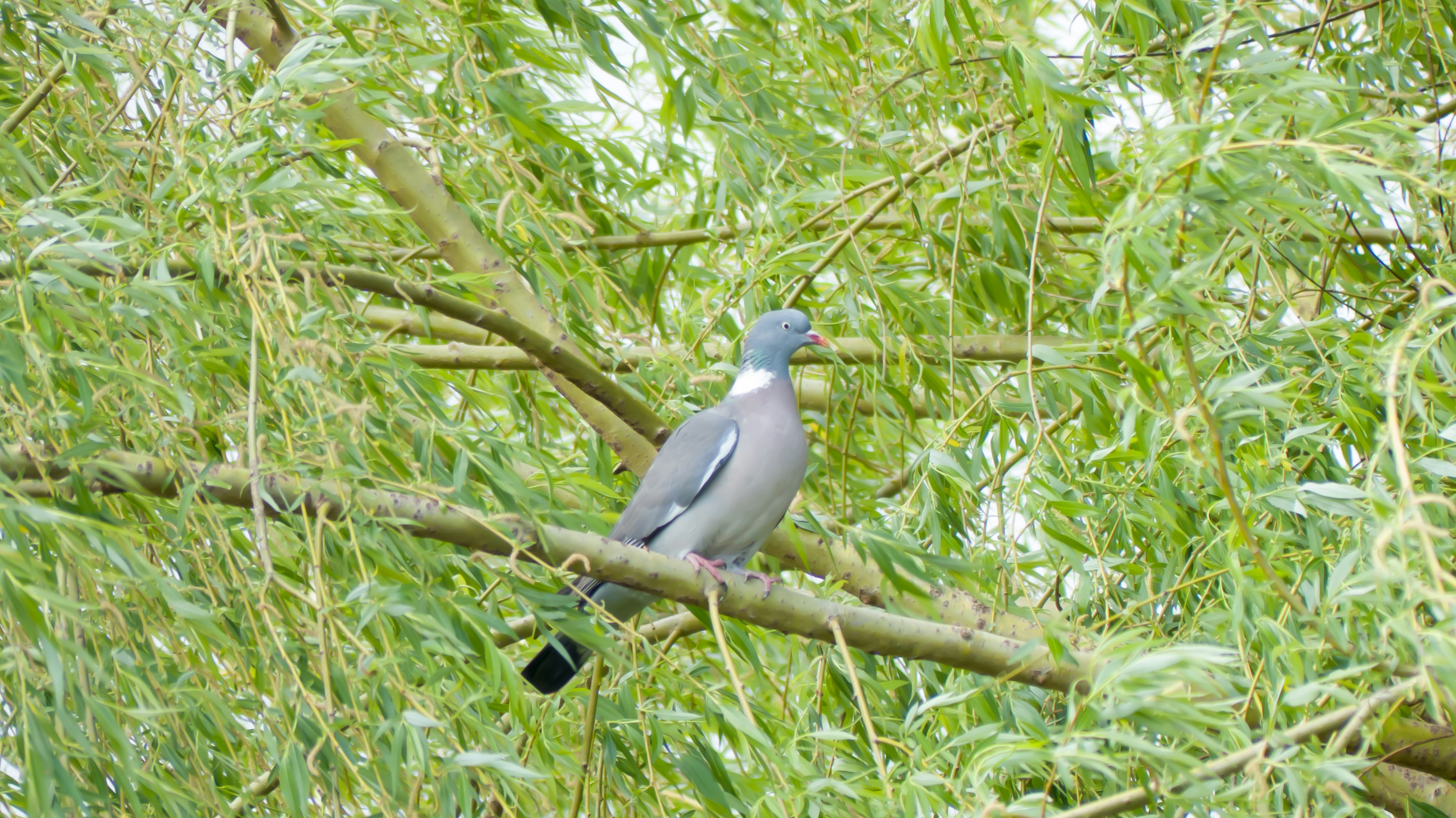 Verdant Perch: a pigeon surveying a leafy canopy