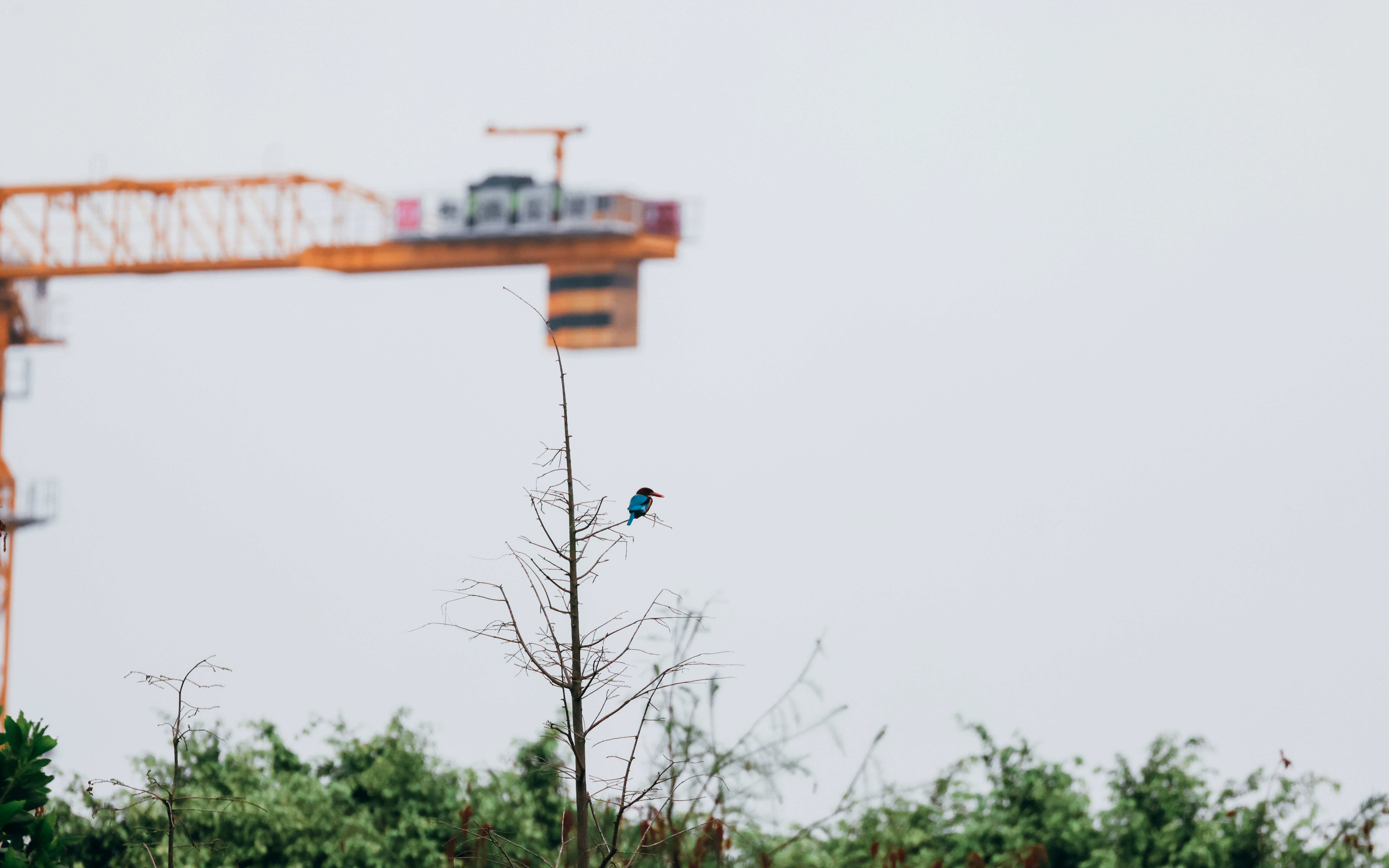Blue Sentinel on a Bare Branch Under a Towering Crane