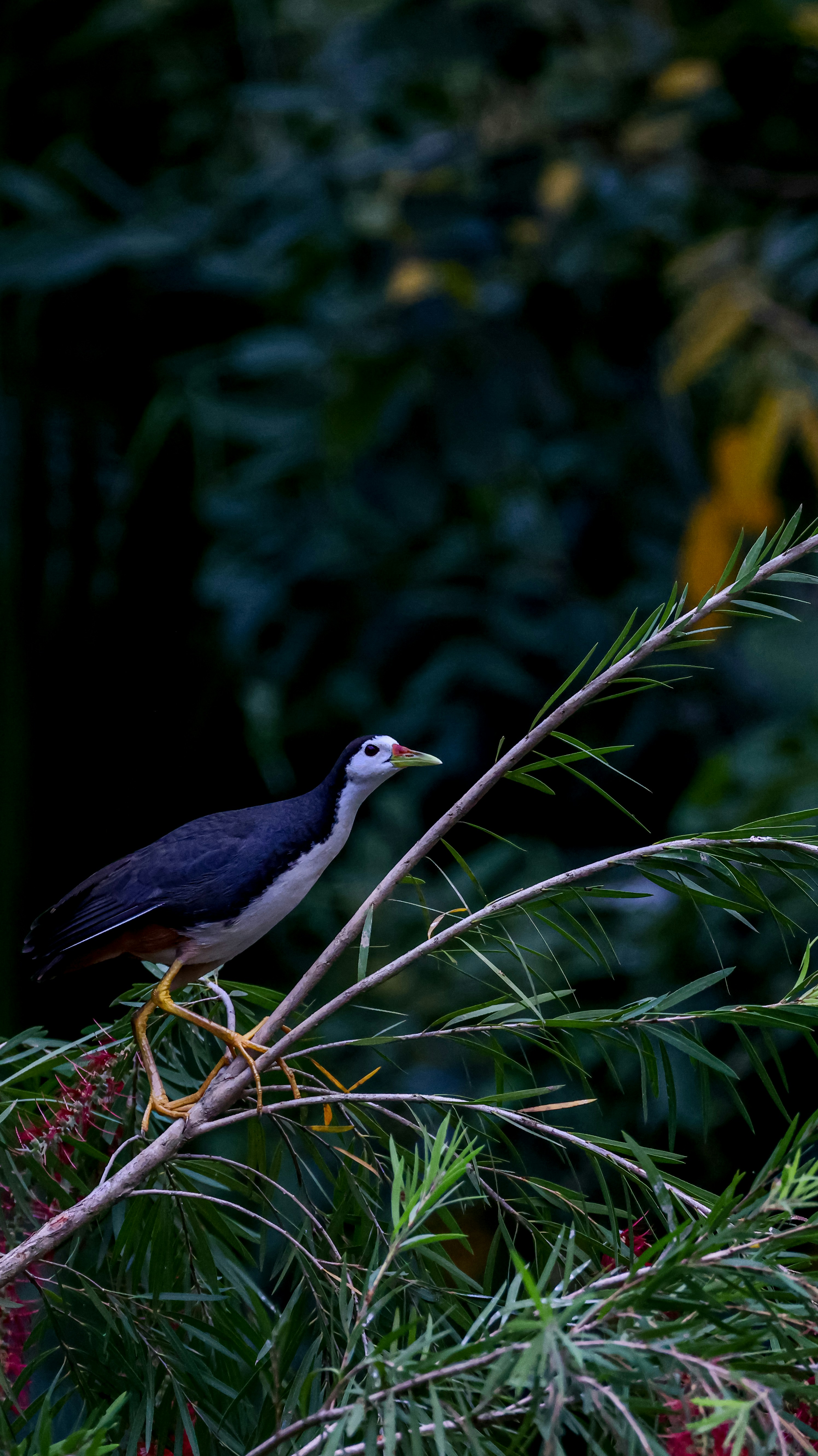 White-faced Perch on a Thorny Branch in Shaded Greens