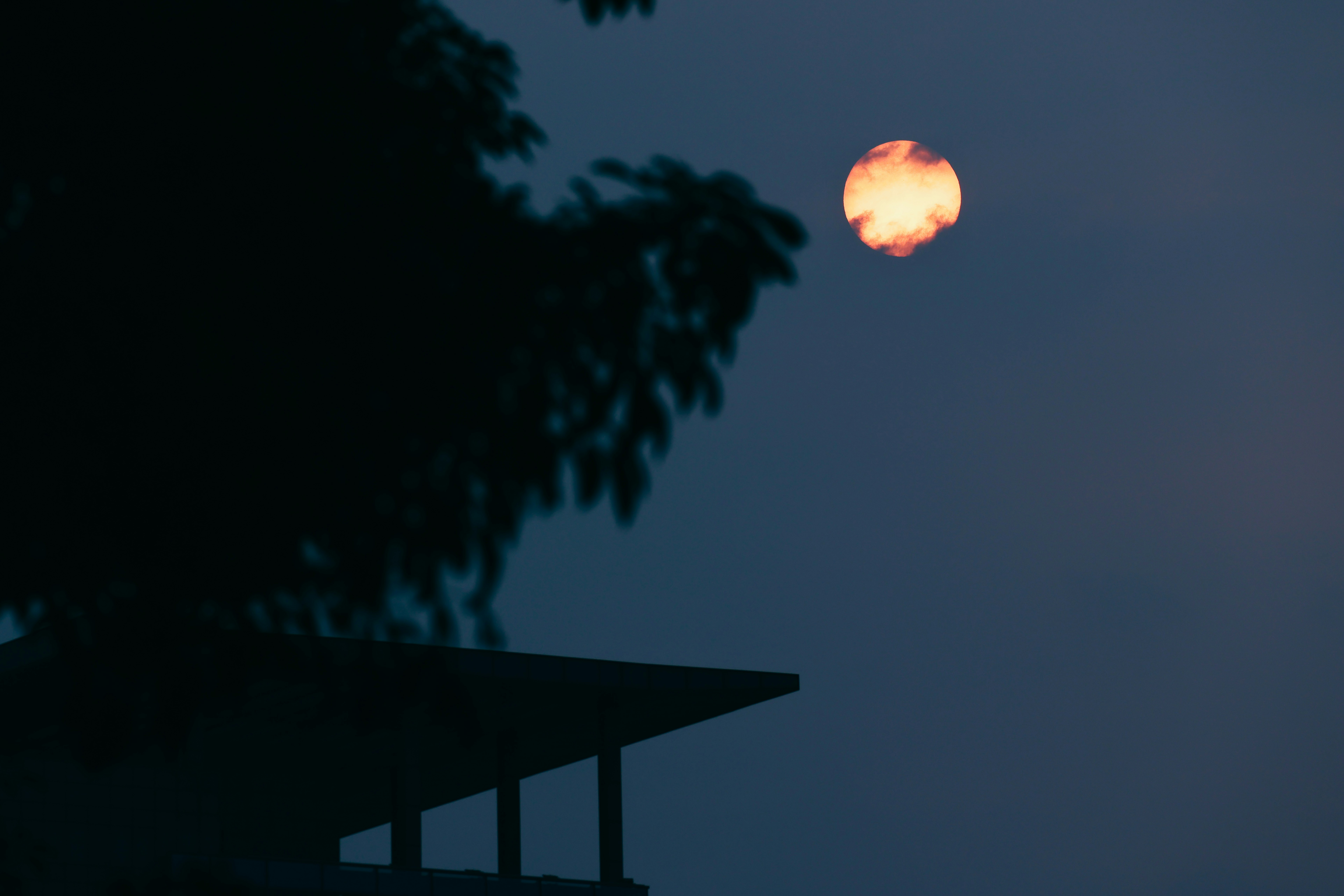 a full moon seen through the branches of a tree